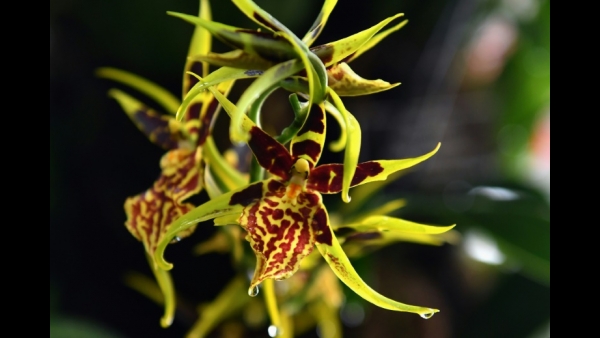 One of the variety of orchids seen at The Orchid Show: Jeff Leatham's ...
