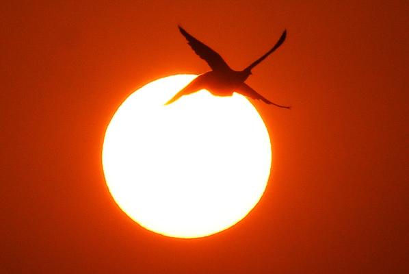 Pigeons fly as the sun rises over Kuwait City on August 24, 2019. (AFP ...