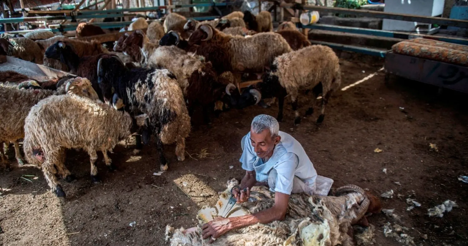 sheep slaughter eid