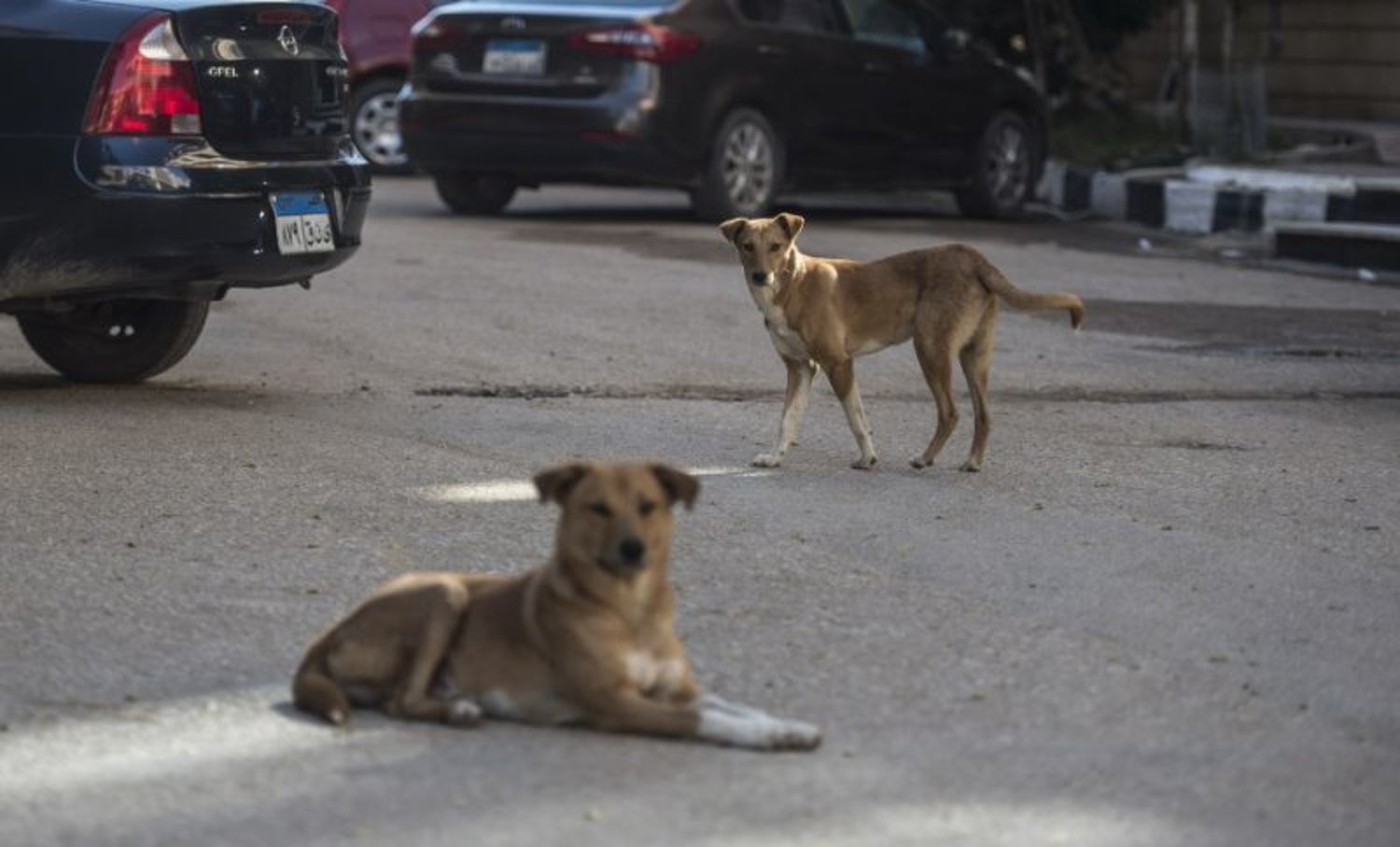 In Egypt, Stray Dogs Pose Growing Urban Challenge