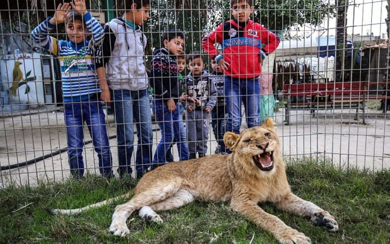 In the Gaza Strip Pet a Lion, Declawed