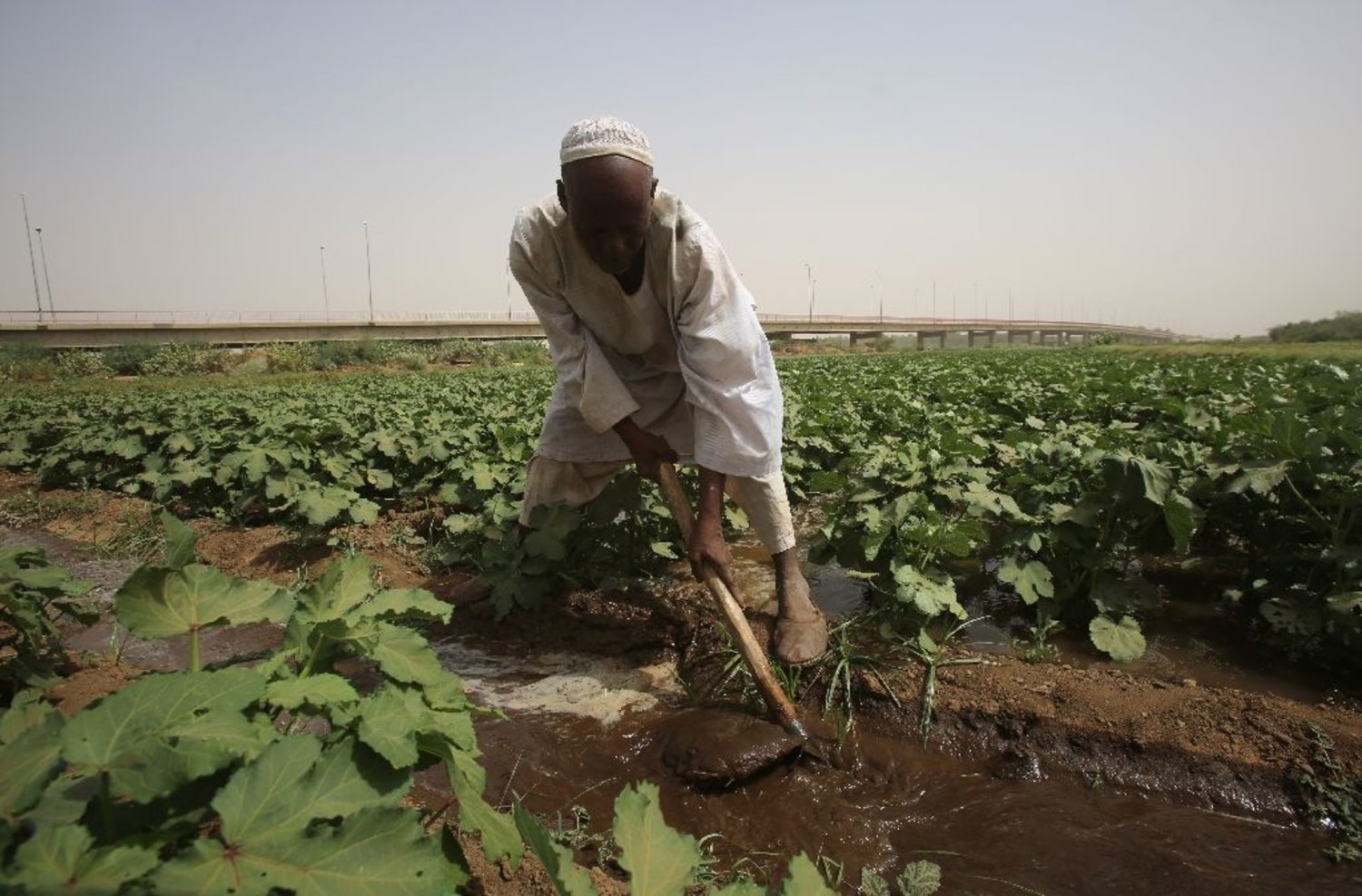 Saudi Arabia, UAE to Send 50,000 Tons of Agricultural Aid to Sudan