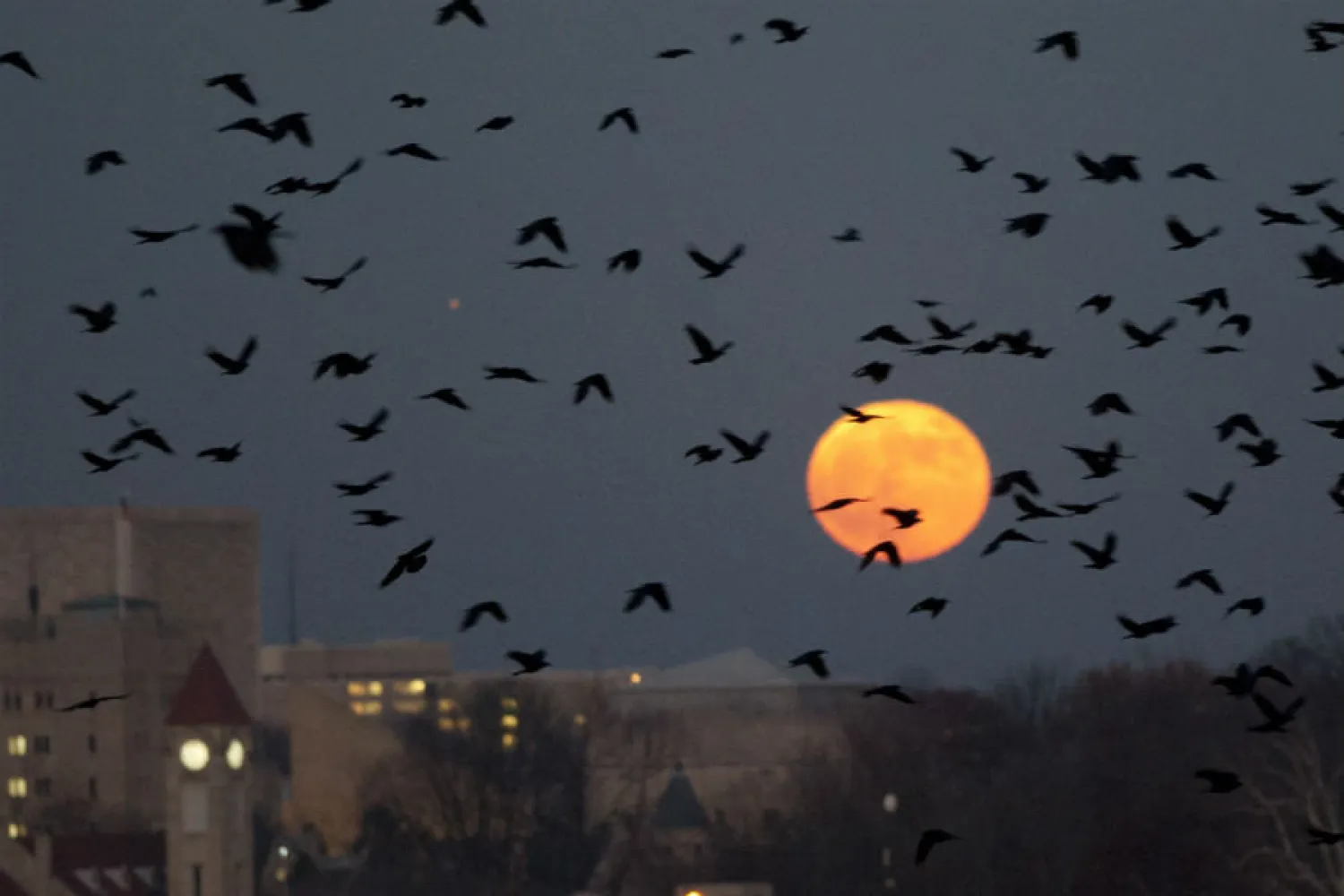 Fast Food Linked to Higher Cholesterol in Crows