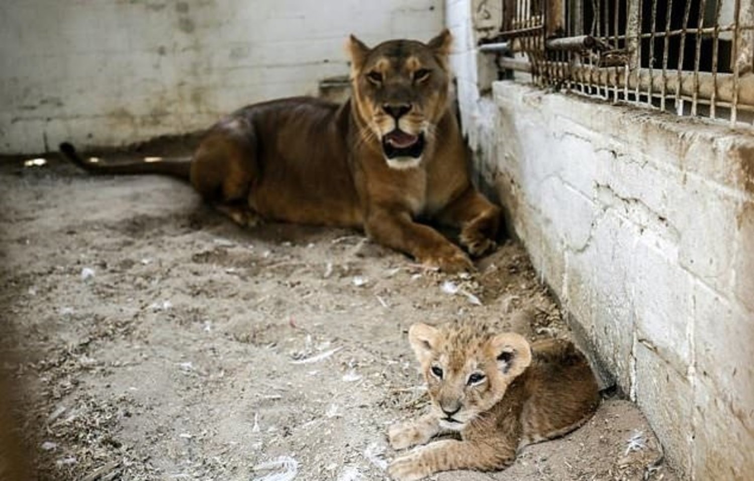 Cramped Gaza Zoo Reopens, Only Months After Closure