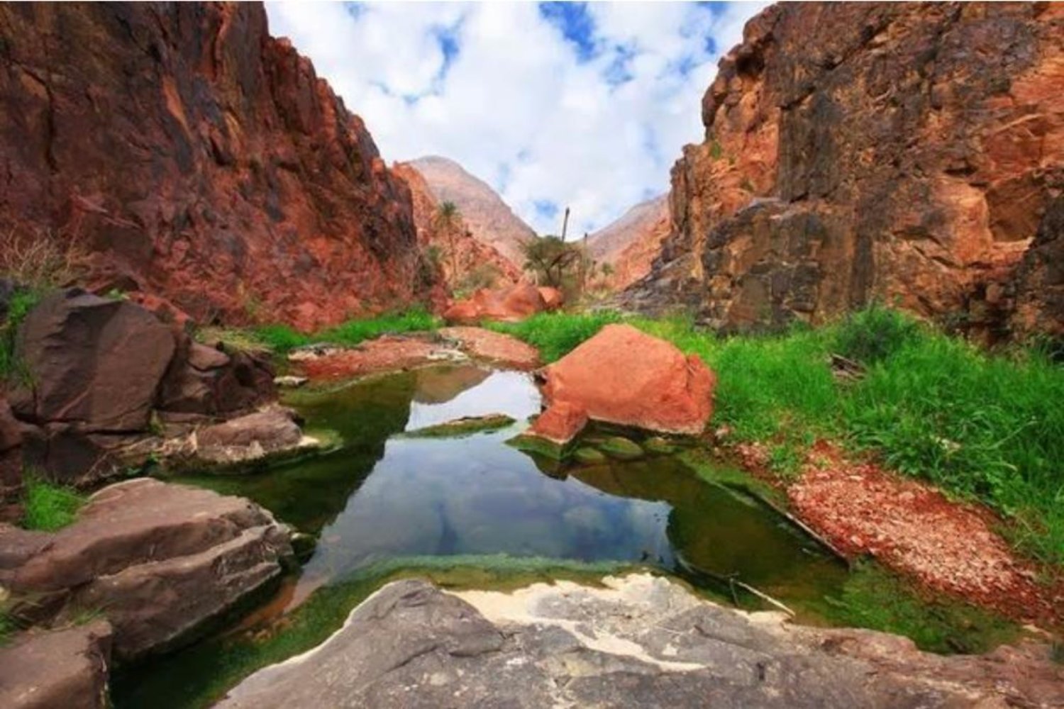 Saudi Ministry of Justice: Environmental Protection Is a ‘Major Focus’