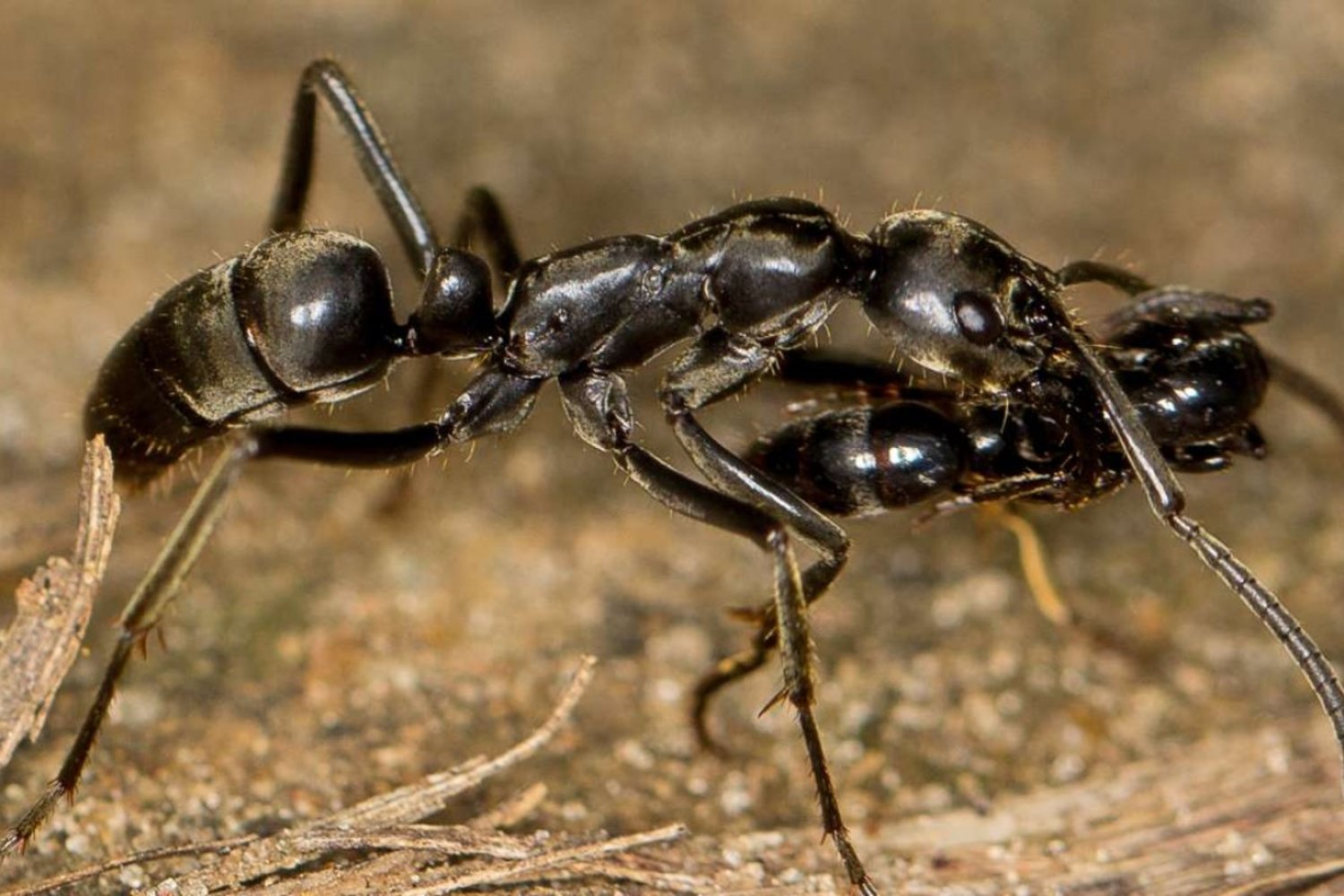 Fastest Ant Ever Discovered in Tunisian Desert