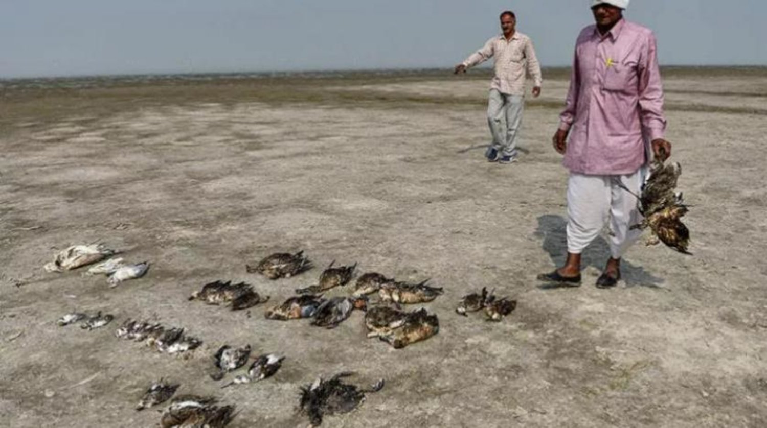 Hindistan'da çevre felaketi: Binlerce kuş ölü bulundu