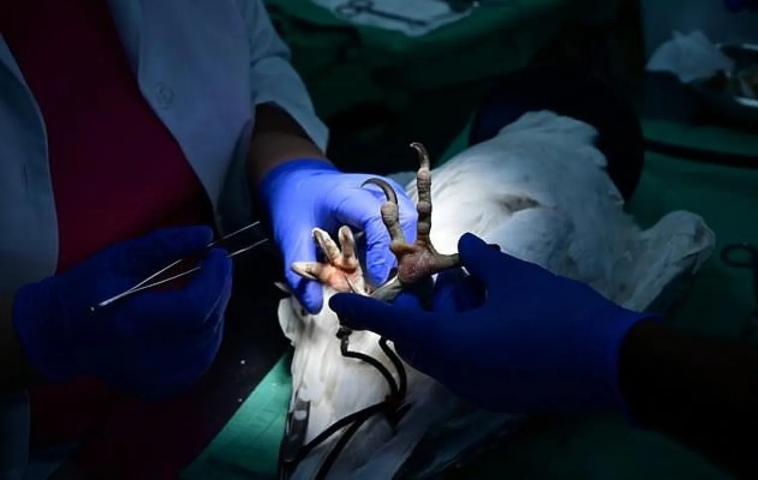 The World's Largest Facility For Birds of Prey in Abu Dhabi