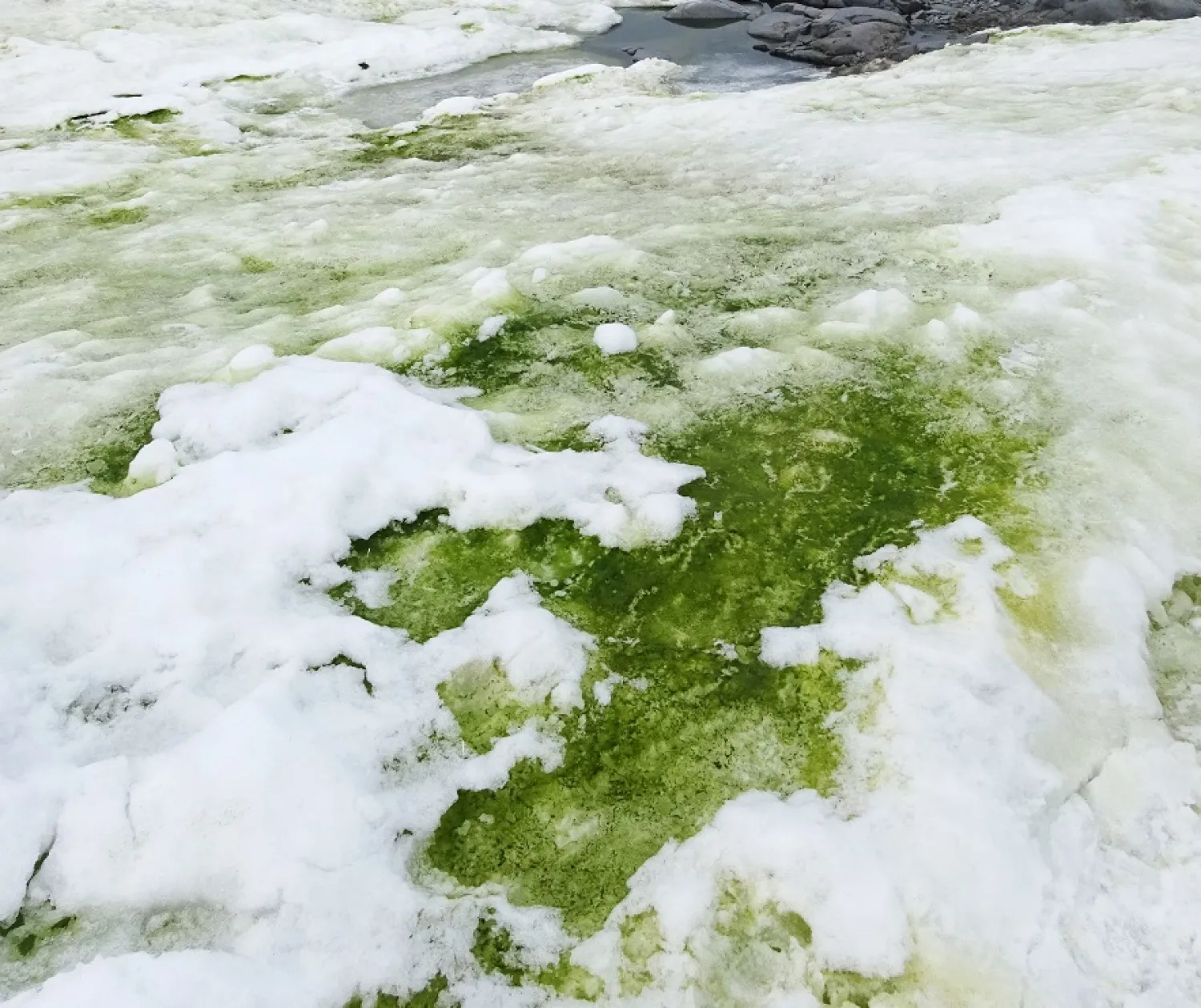 Blooms of Algae Cover Antarctica in Green