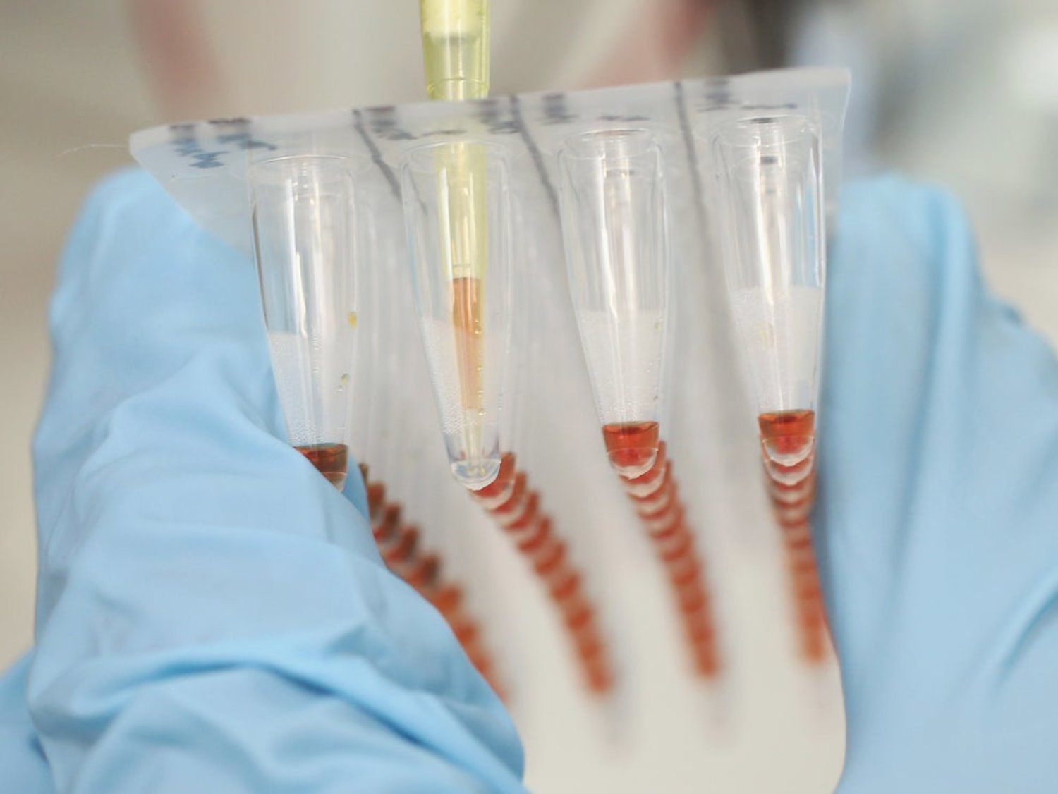 Canadian Scientists Retrieve DNA of Extinct Animals from Soil