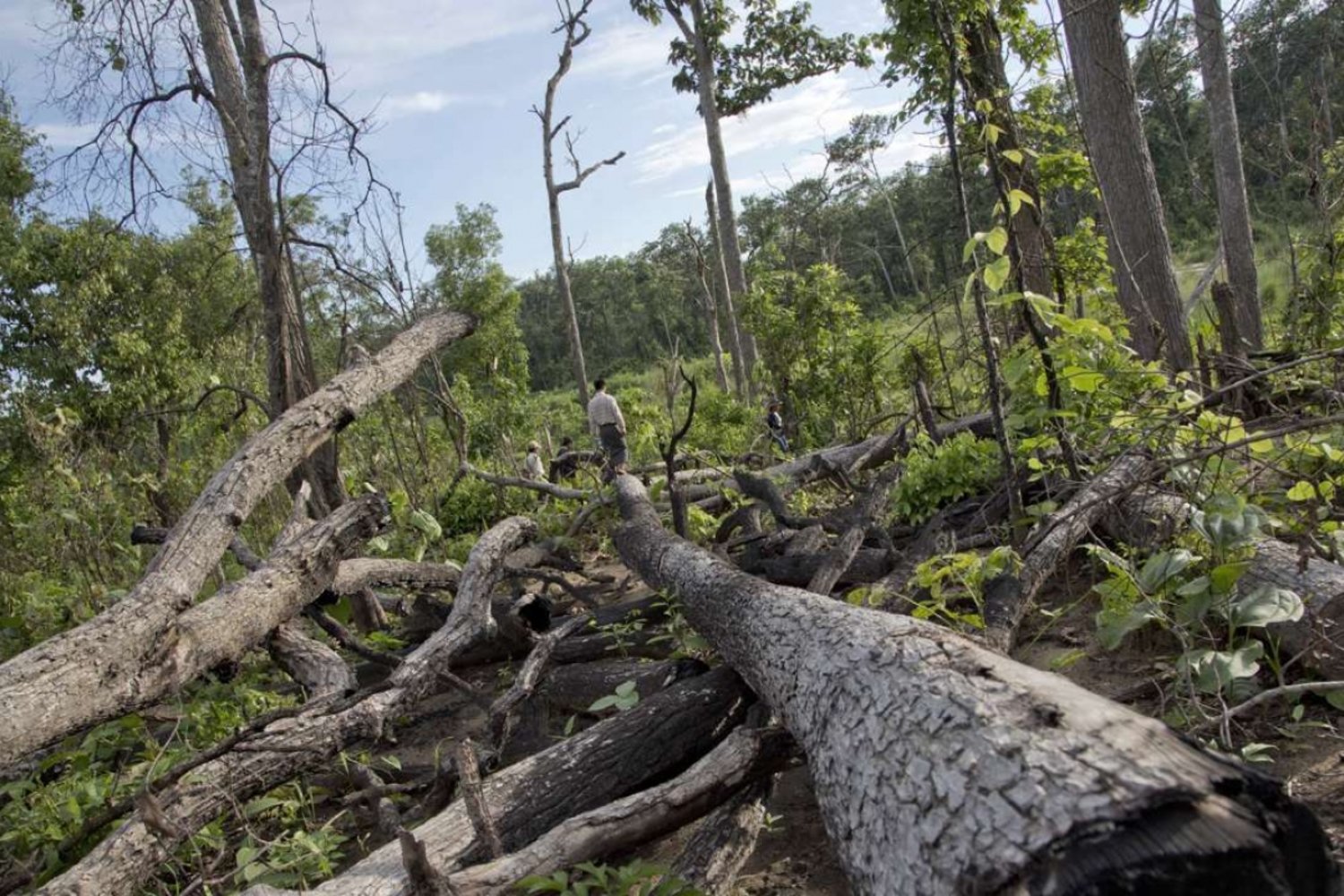 Protesters in New Zealand Prevent Removal of 100-Year-old Trees