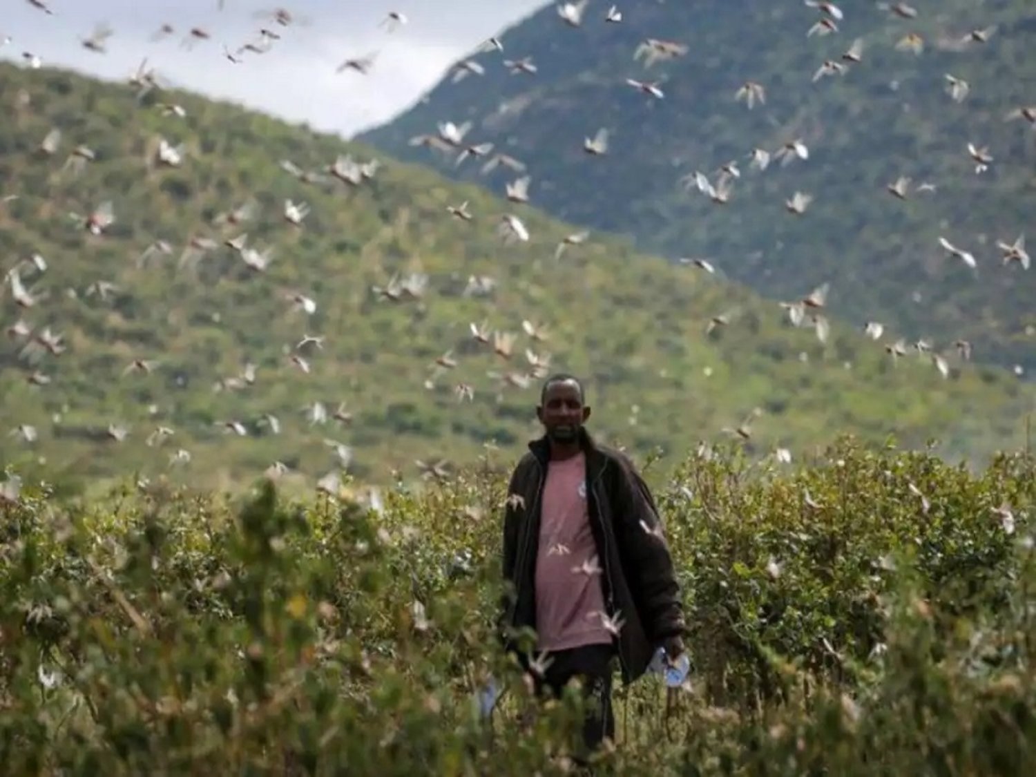 Swelled by Rain and COVID Curbs, Locust Swarms Ravage Ethiopia