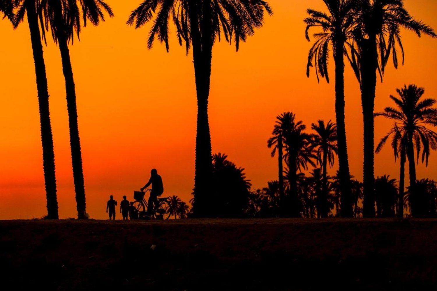 Iraq's Ancient 'Palm Climbers' Struggle for Survival