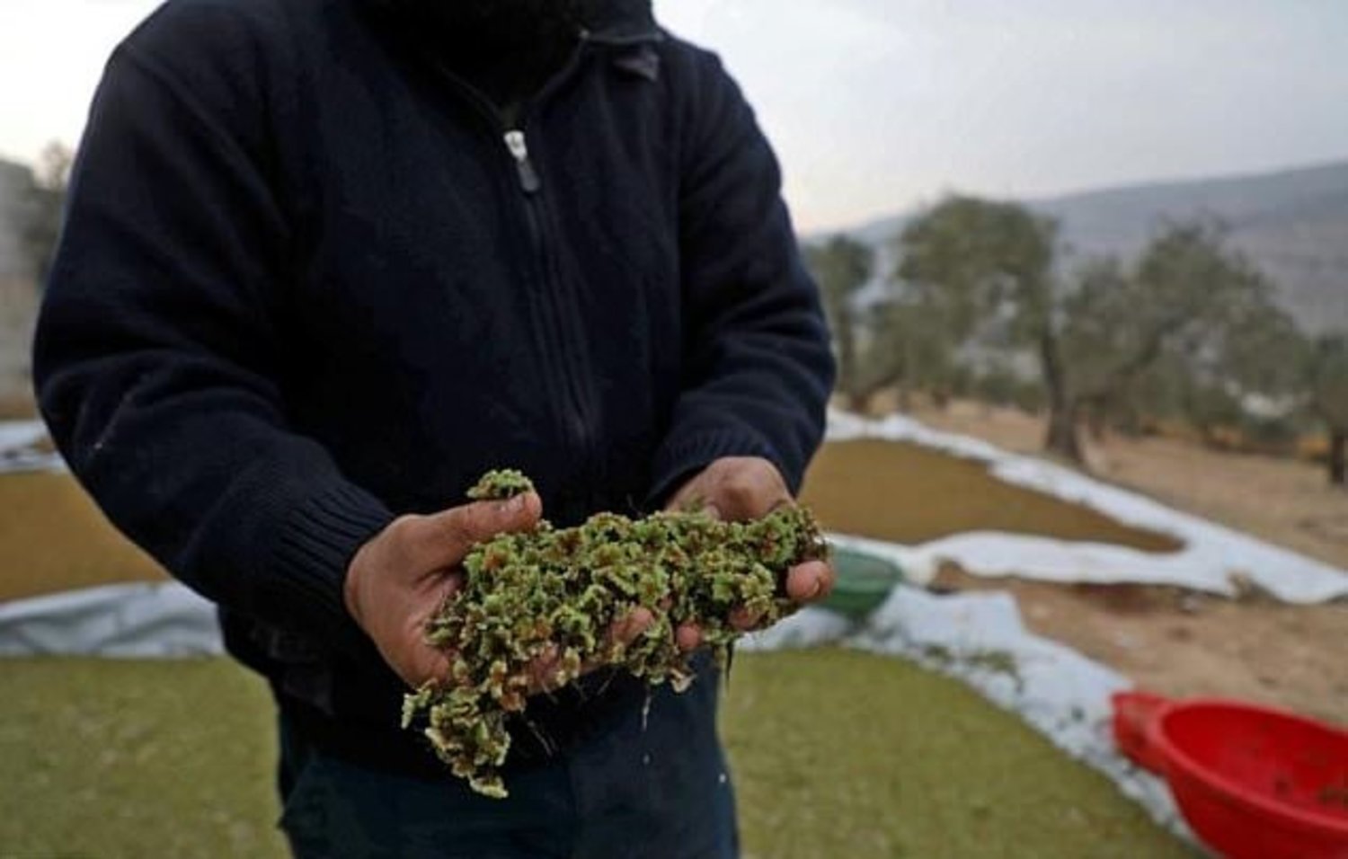 Struggling Syria Farmers Turn to Tropical Fern for Fodder