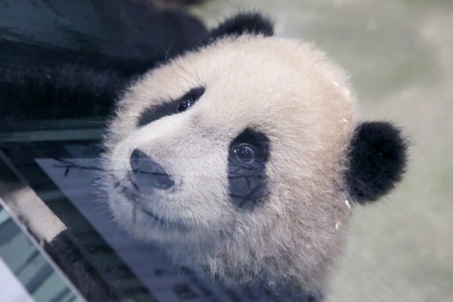 Second Taiwan-Born Panda Cub Makes Media Debut