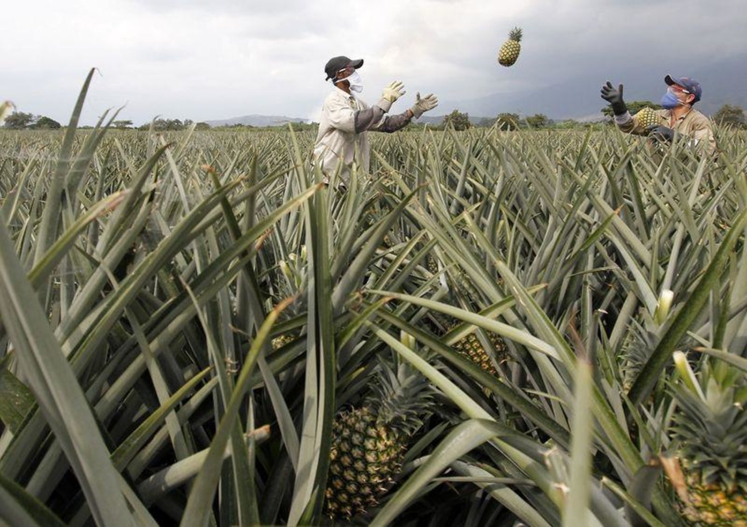 Malaysian Team Turns Pineapple Waste Into Disposable Drone Parts