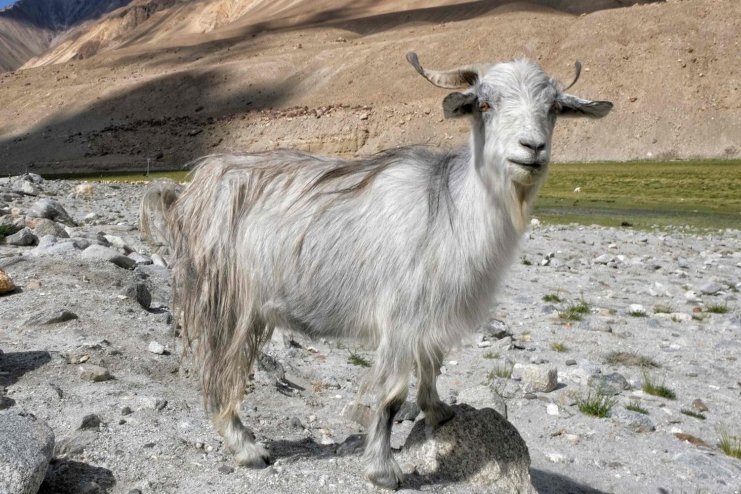 French Goats Like Chewing Old Christmas Trees