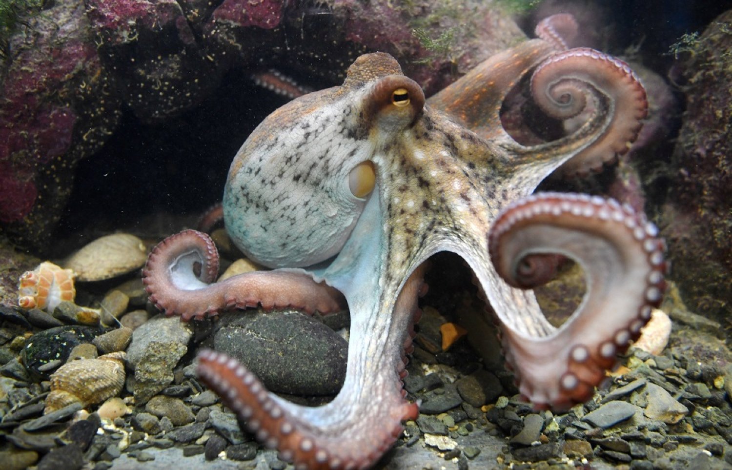 Octopus Research Yields Insight into the Evolution of Sleep