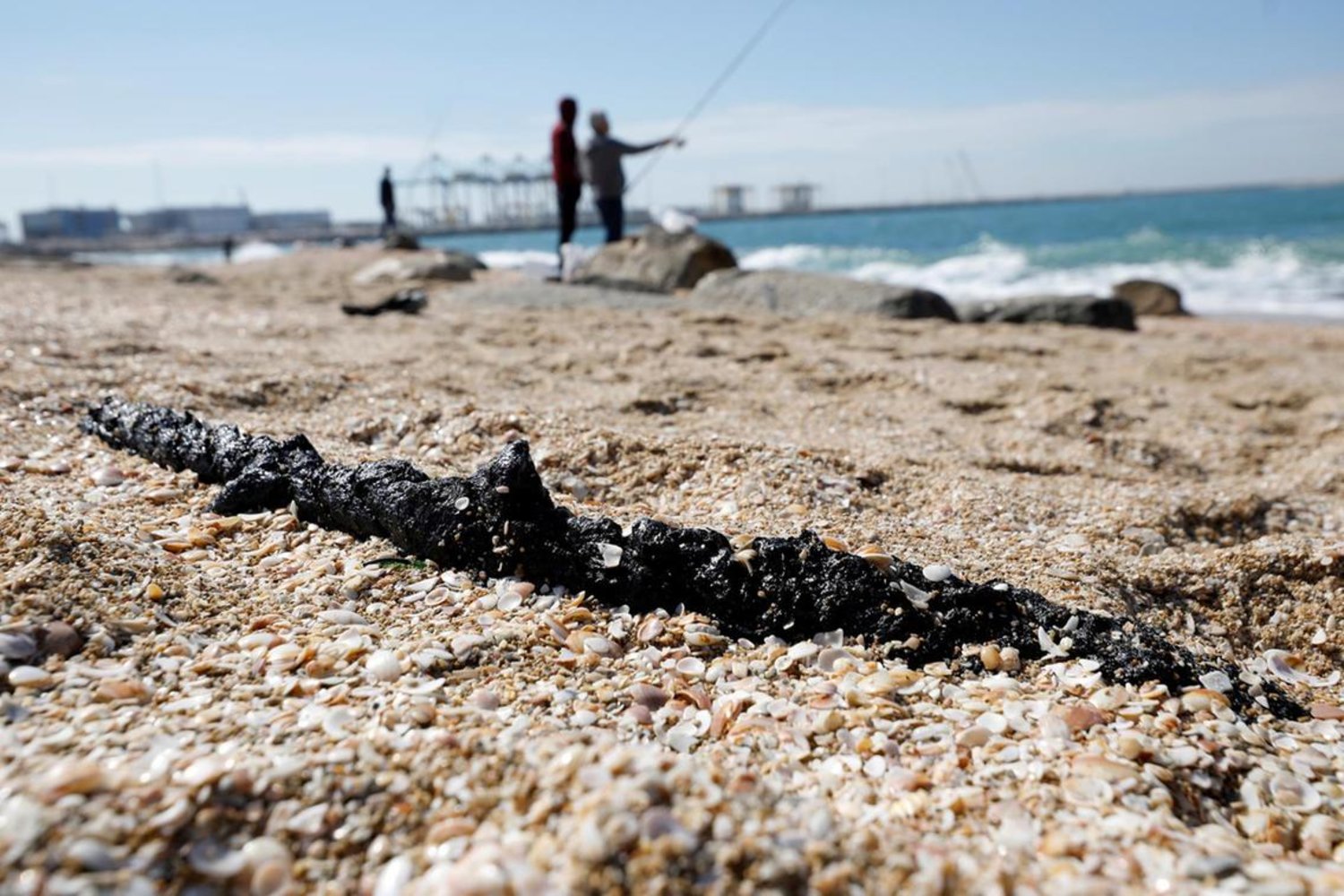 Israel Returns Sea Turtles after Tar Cleanup