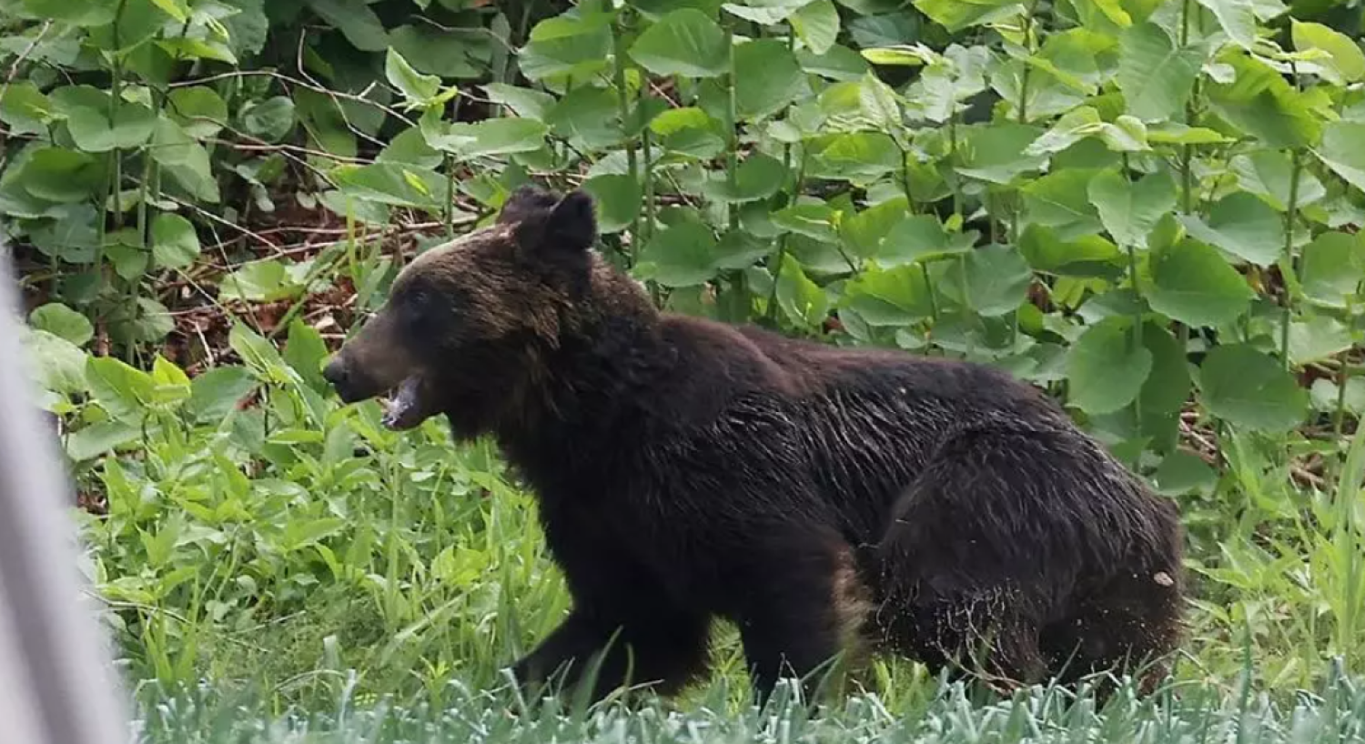 Bear Shot Dead after Rampaging Through Japanese City