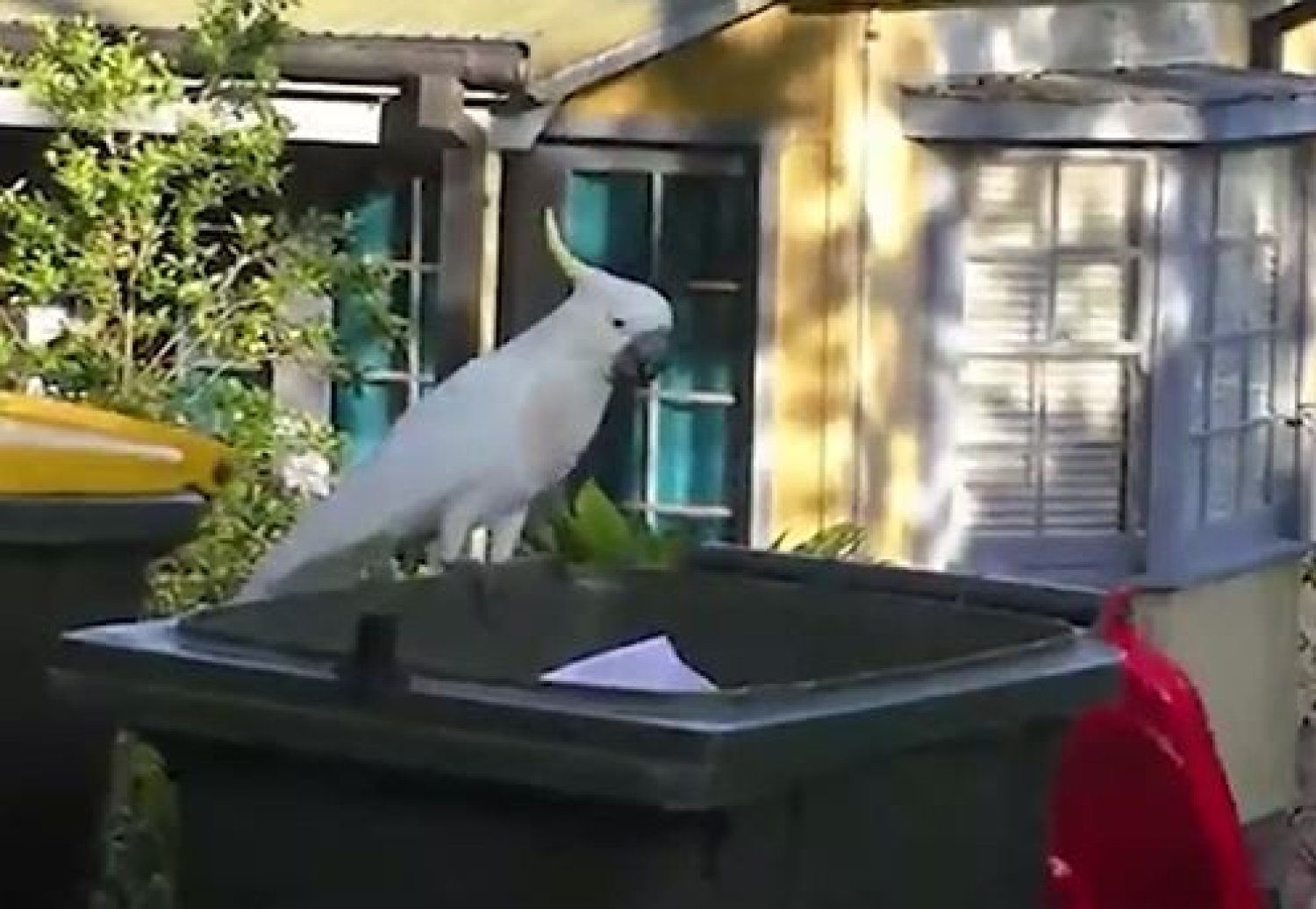 Avustralya'daki araştırma: Kakadular nasıl çöp karıştırılacağını ...