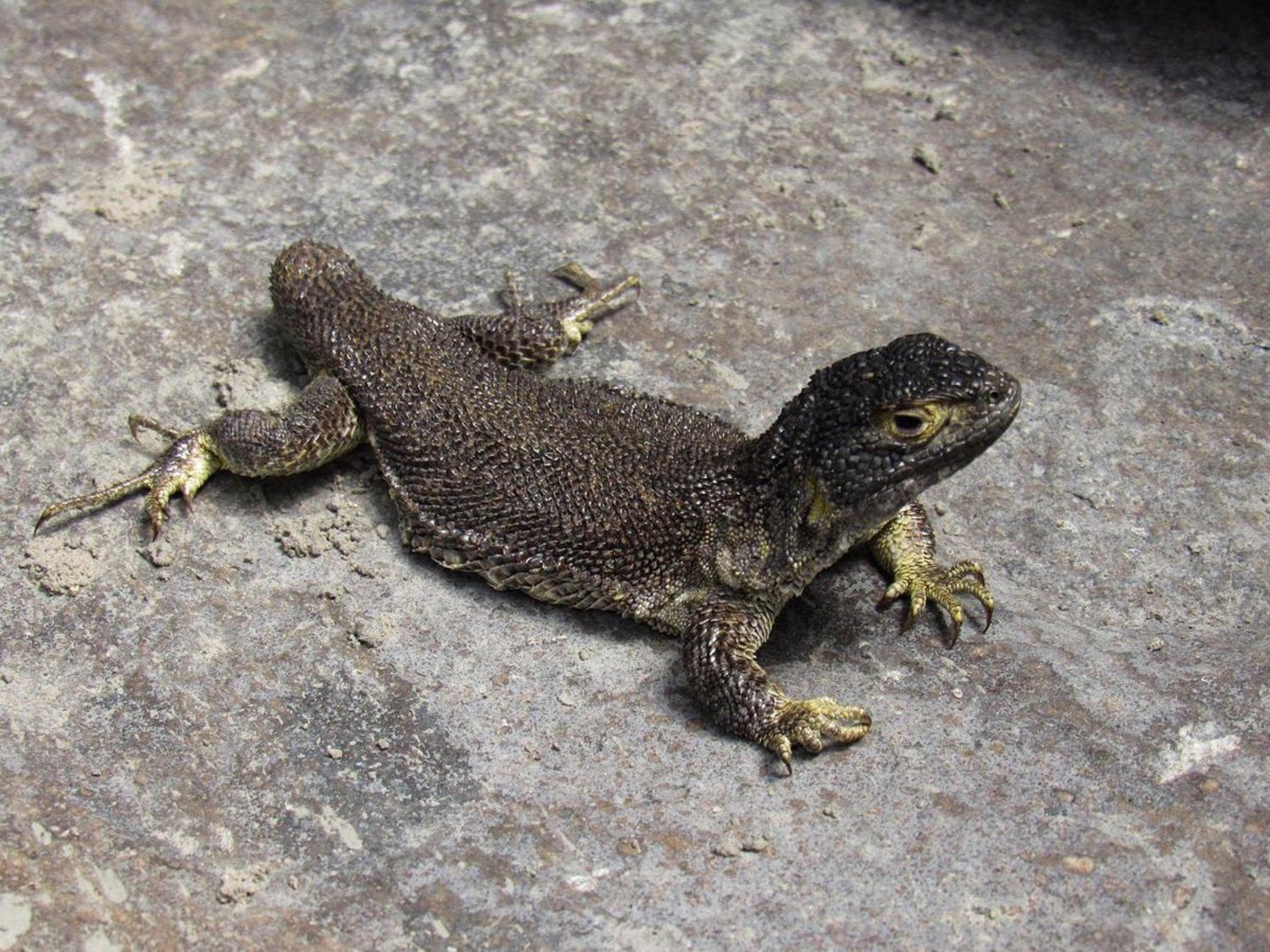 New Lizard Species Discovered in Peru
