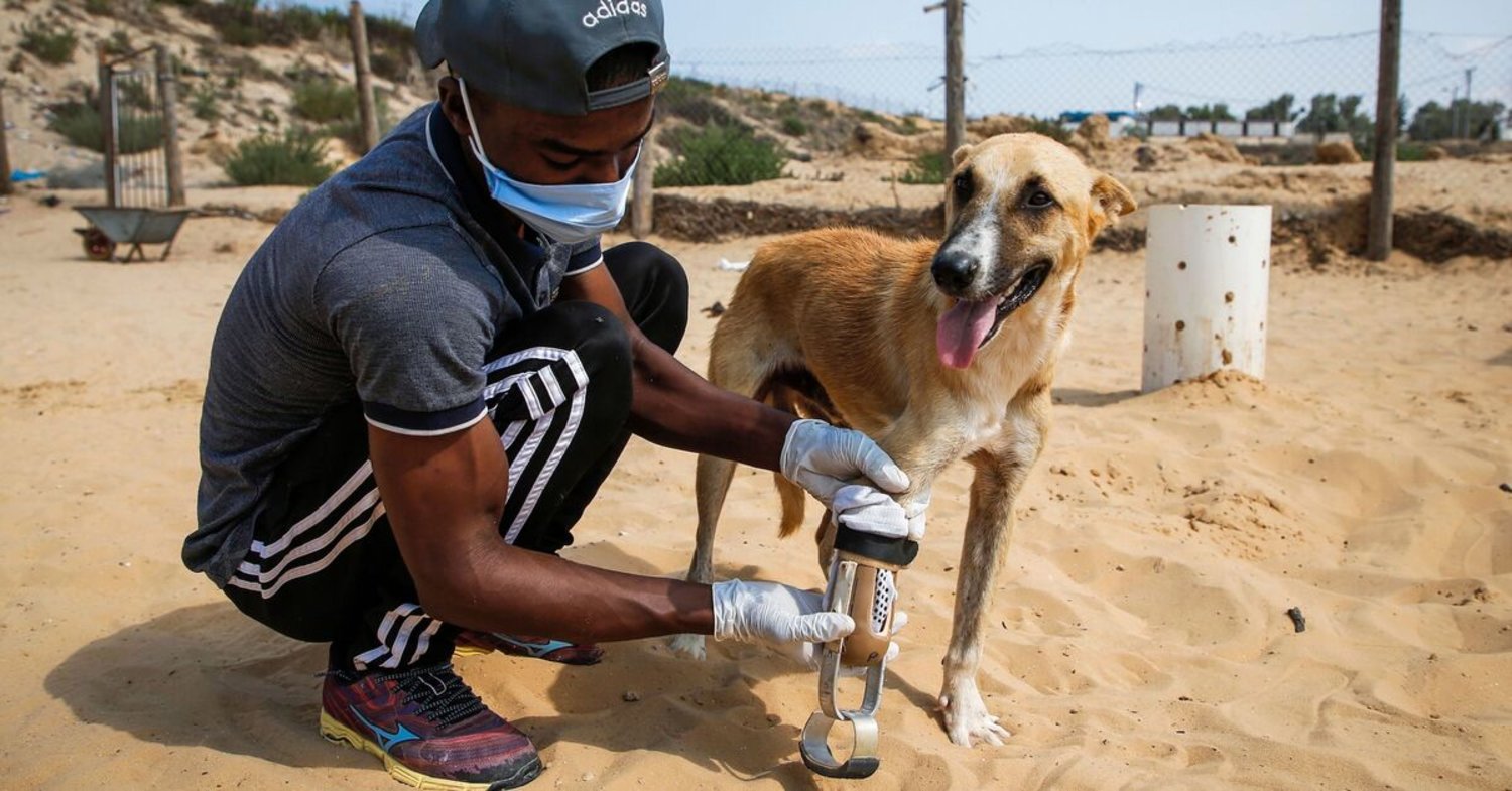 Gaza Shelter Turns Toy Cars, Bikes into Aids for Paralyzed Animals
