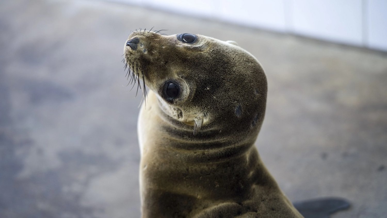 Cops Corral Slippery Seal on Jaunt through Long Island Town