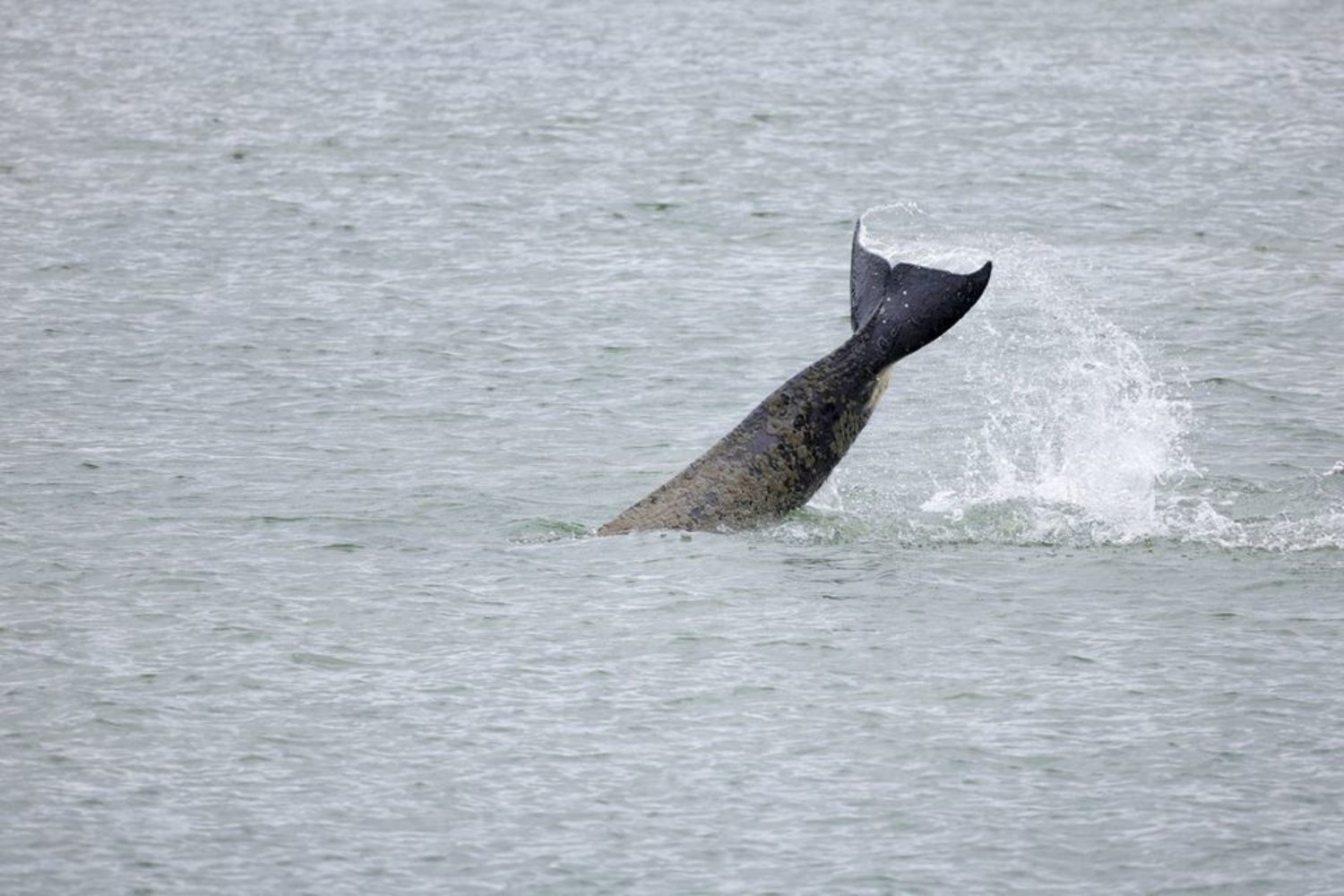 French officials to Use Orca Sounds to Guide Lost Whale Back to Sea