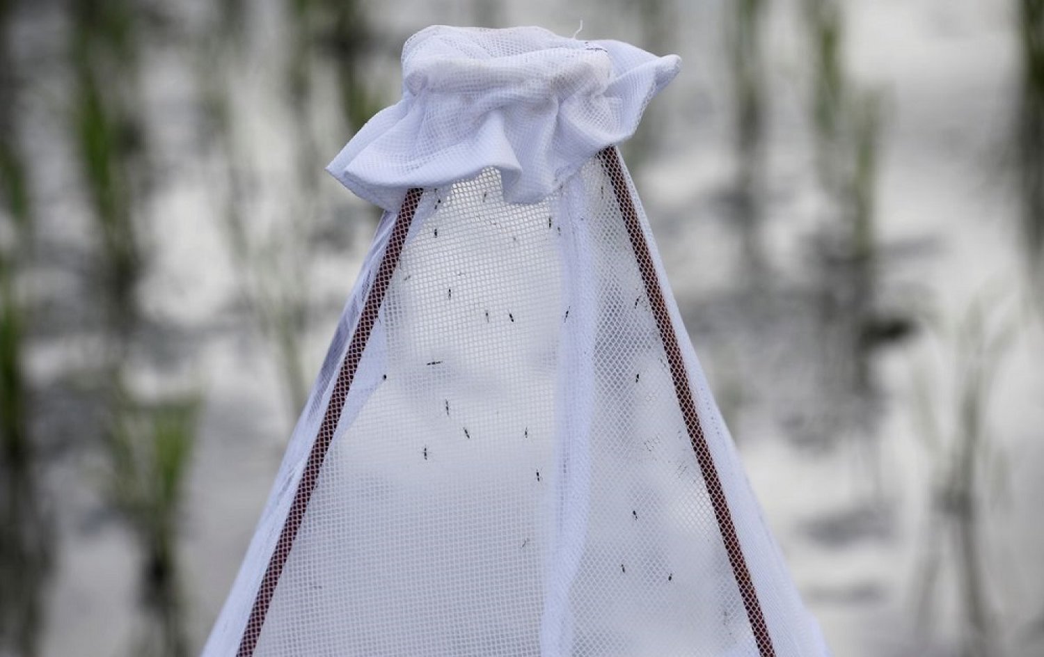 Sleep over Bites for Exhausted Mosquitoes, New Study Finds