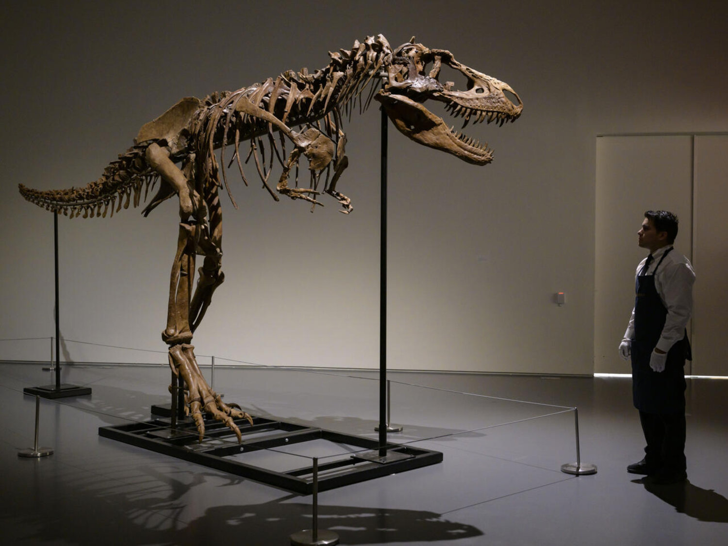 Gorgosaurus Tipped to Fetch $8 Mn at New York Auction