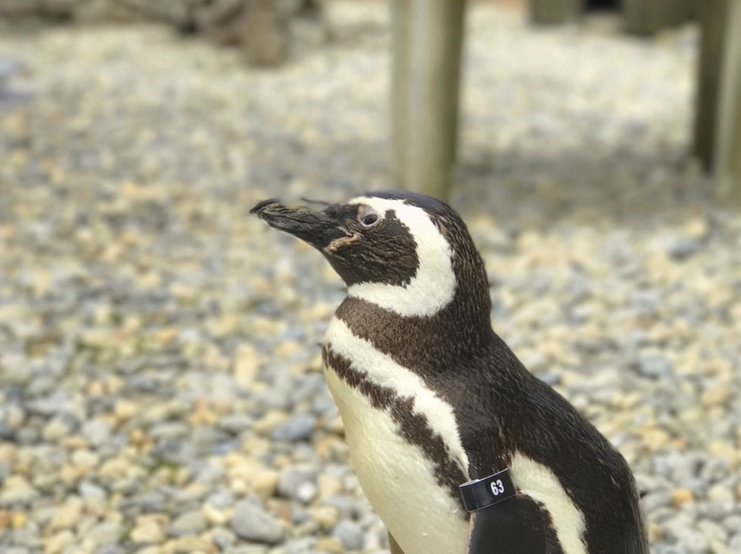 Oldest Magellanic Penguin at San Francisco Zoo Dies at 40