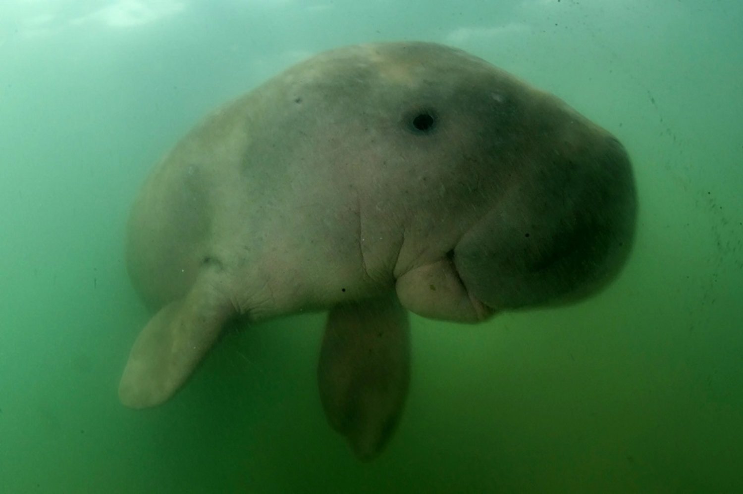 Gentle Dugongs Functionally Extinct in Chinese Waters, Finds Study