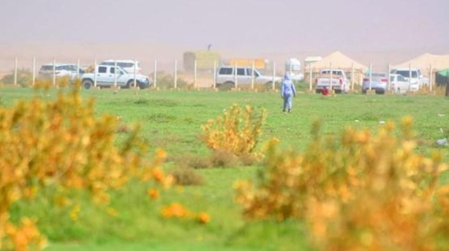 Suudi Arabistan Bitki Örtüsü Merkezi, çevreyi korumak için yeni bir ...