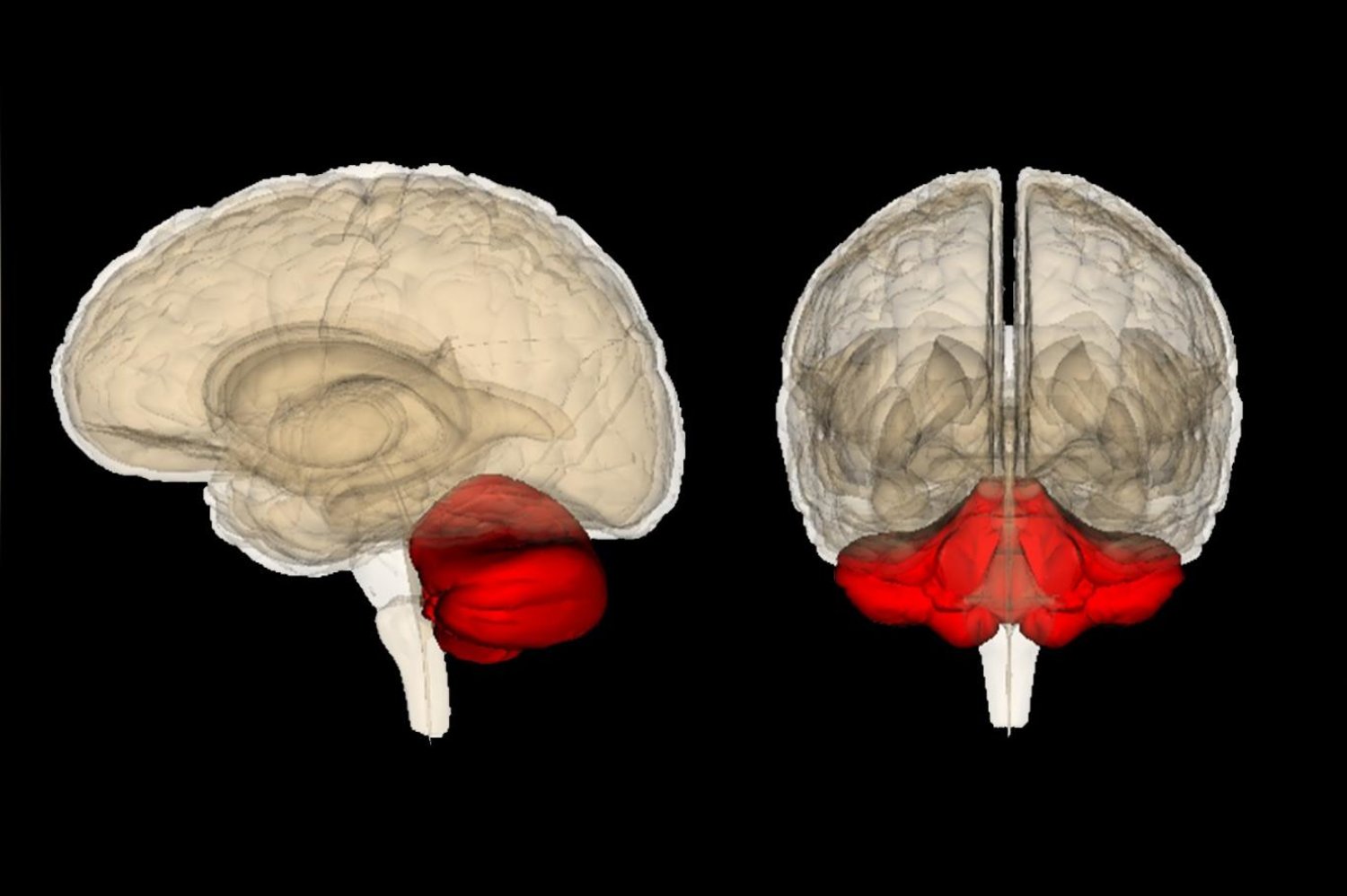 Beyinciğin yeni bir işlevi ortaya çıktı