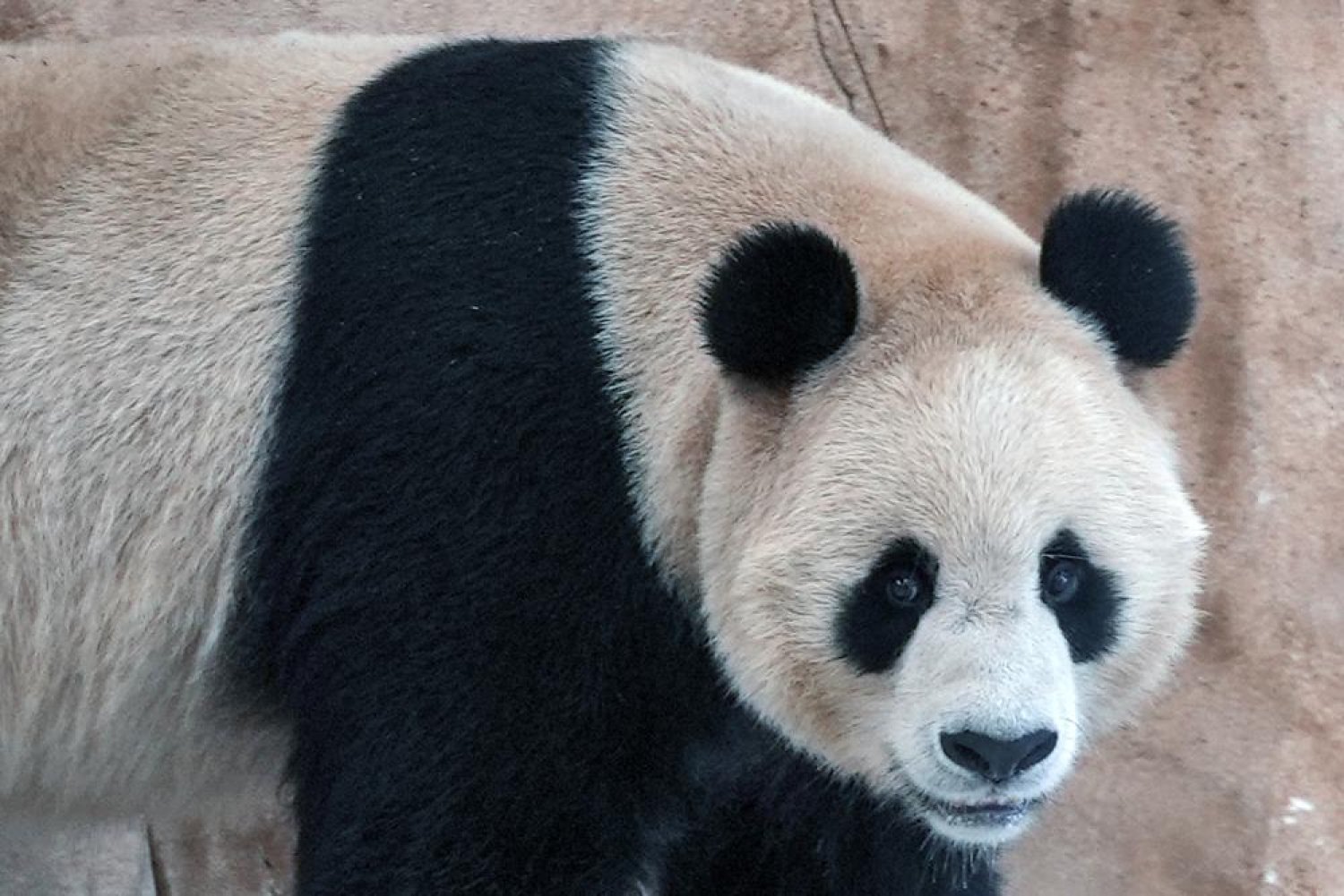 Pandas Sent by China Arrive in Qatar