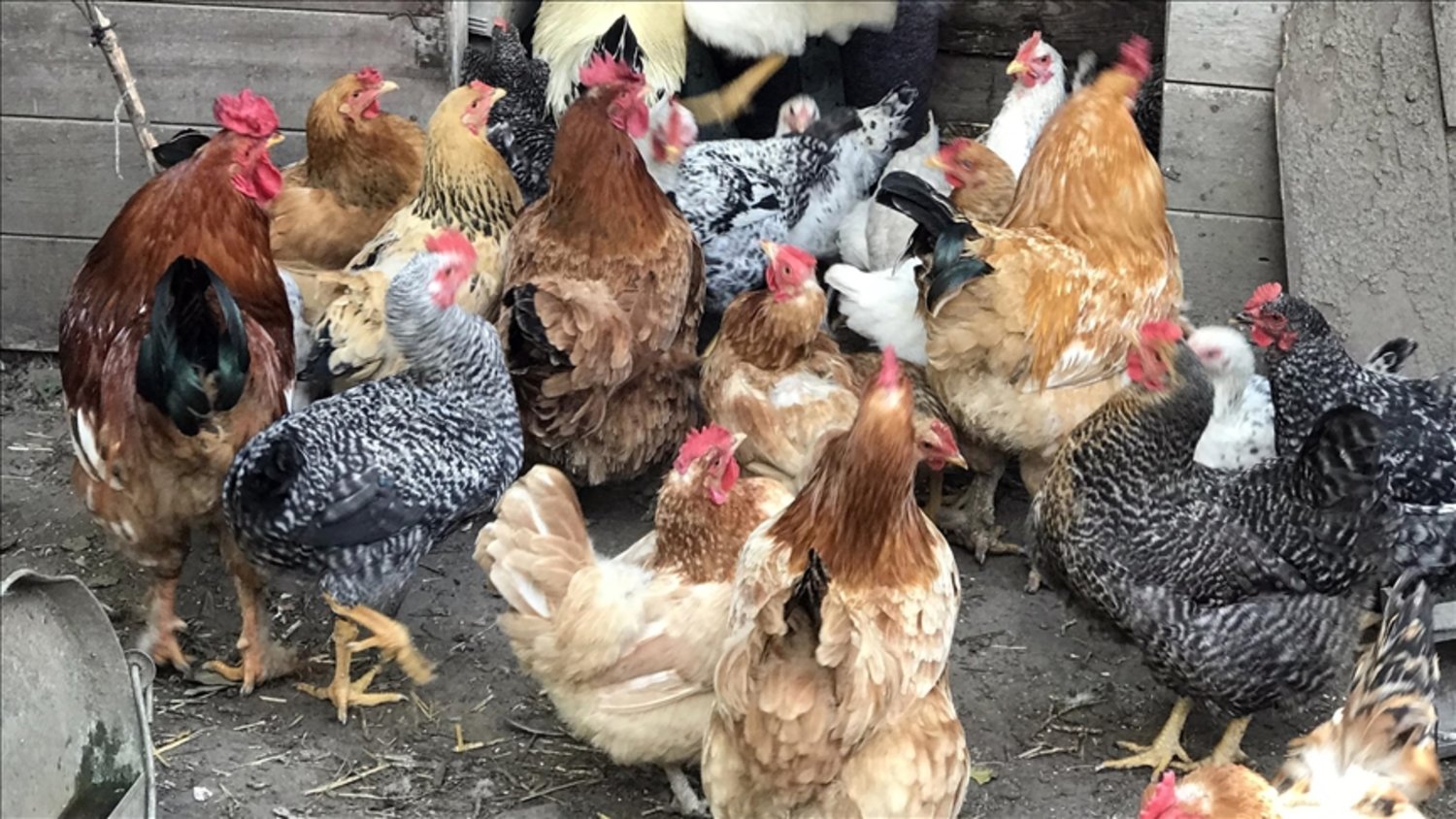 İngiltere'de kuş gribi nedeniyle tüm kümes hayvanları içeride tutulacak