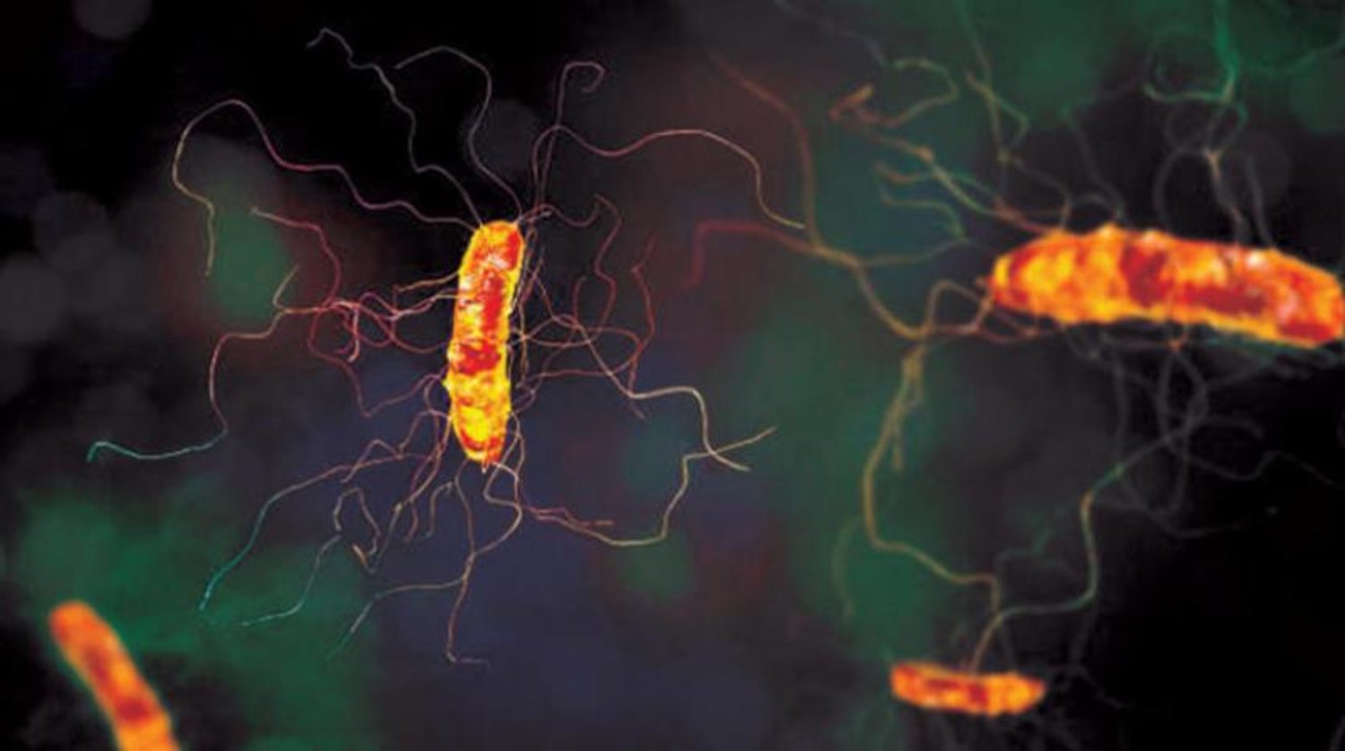 Bağırsak rahatsızlığının tedavisi için bakteriler kullanılacak