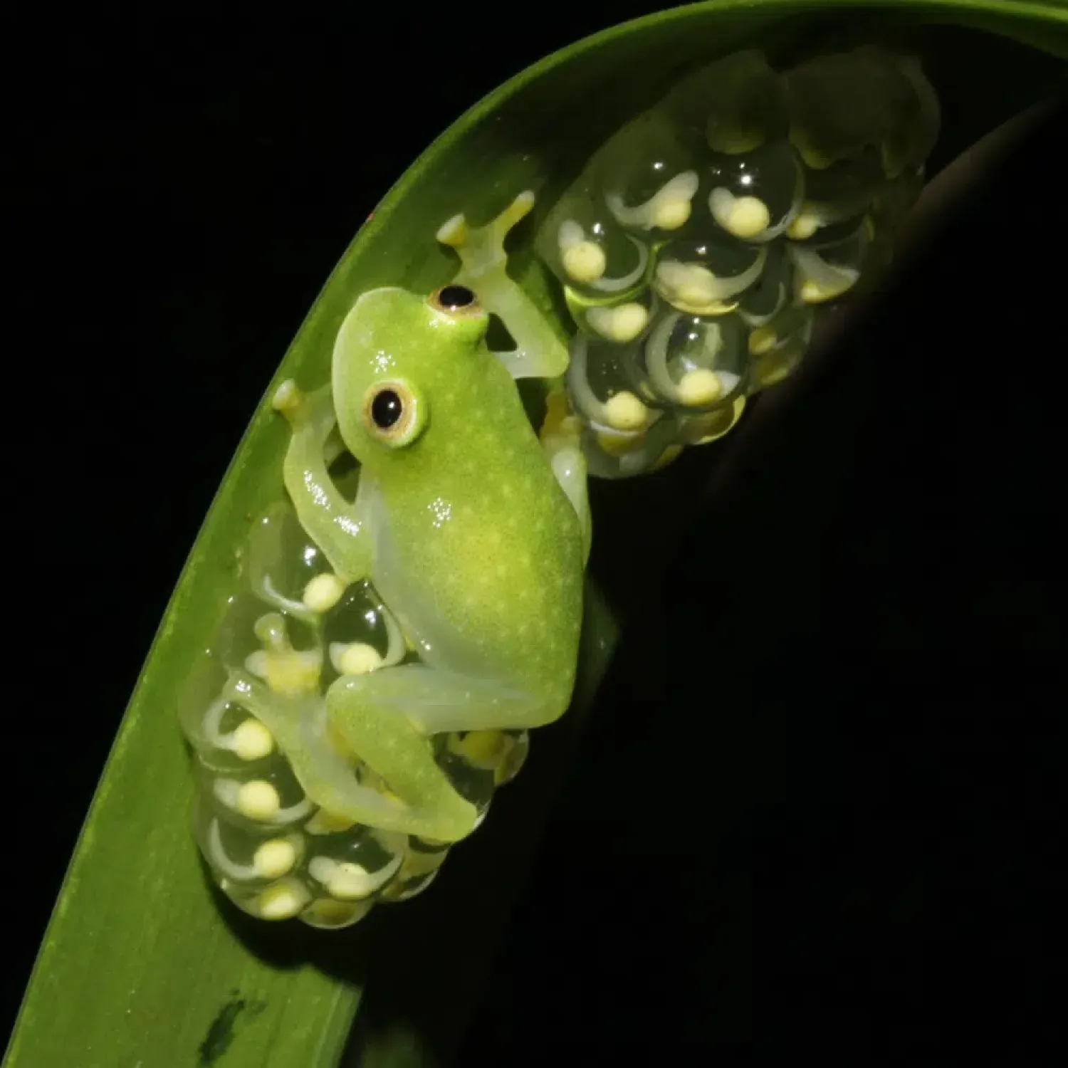 Glass Act: Scientists Reveal Secrets of Frog Transparency