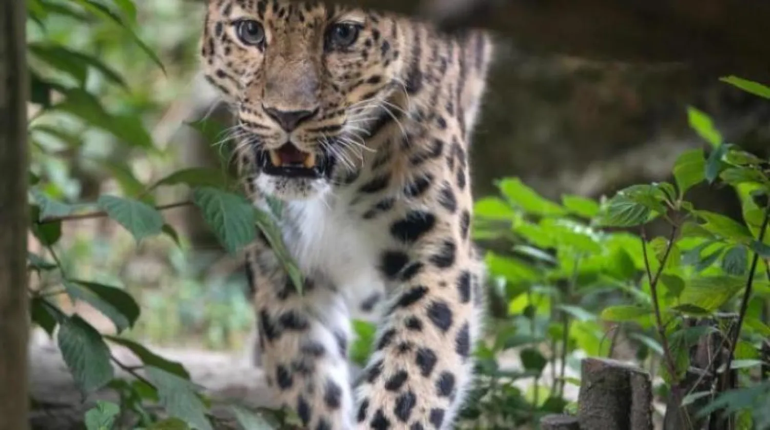 Hindistan'da 7 yaşındaki kız çocuğu leopar tarafından öldürüldü