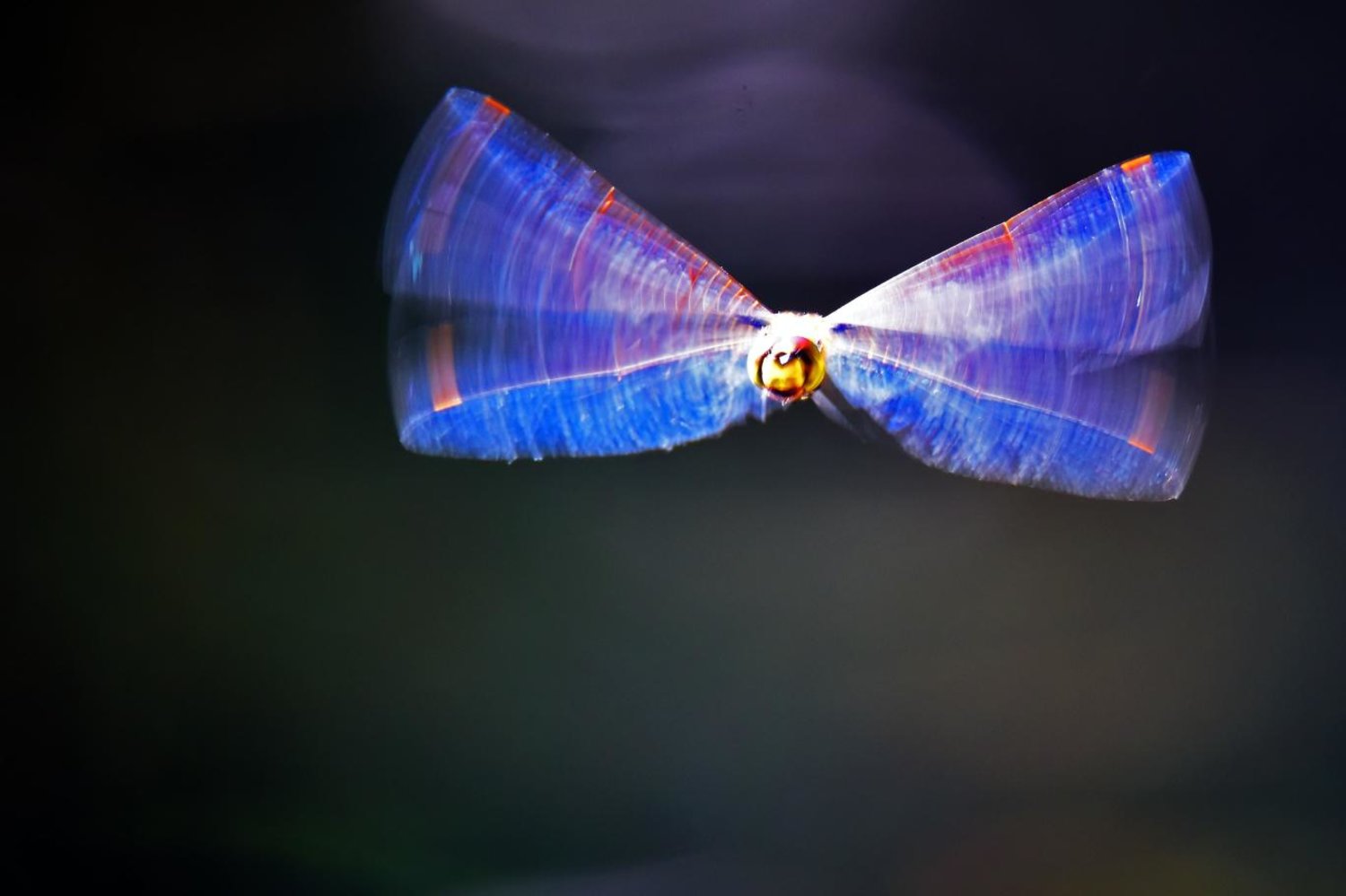 Yeni çalışmaya göre küçük ve hızlı hayvanlar büyük ve yavaş hayvanlara ...