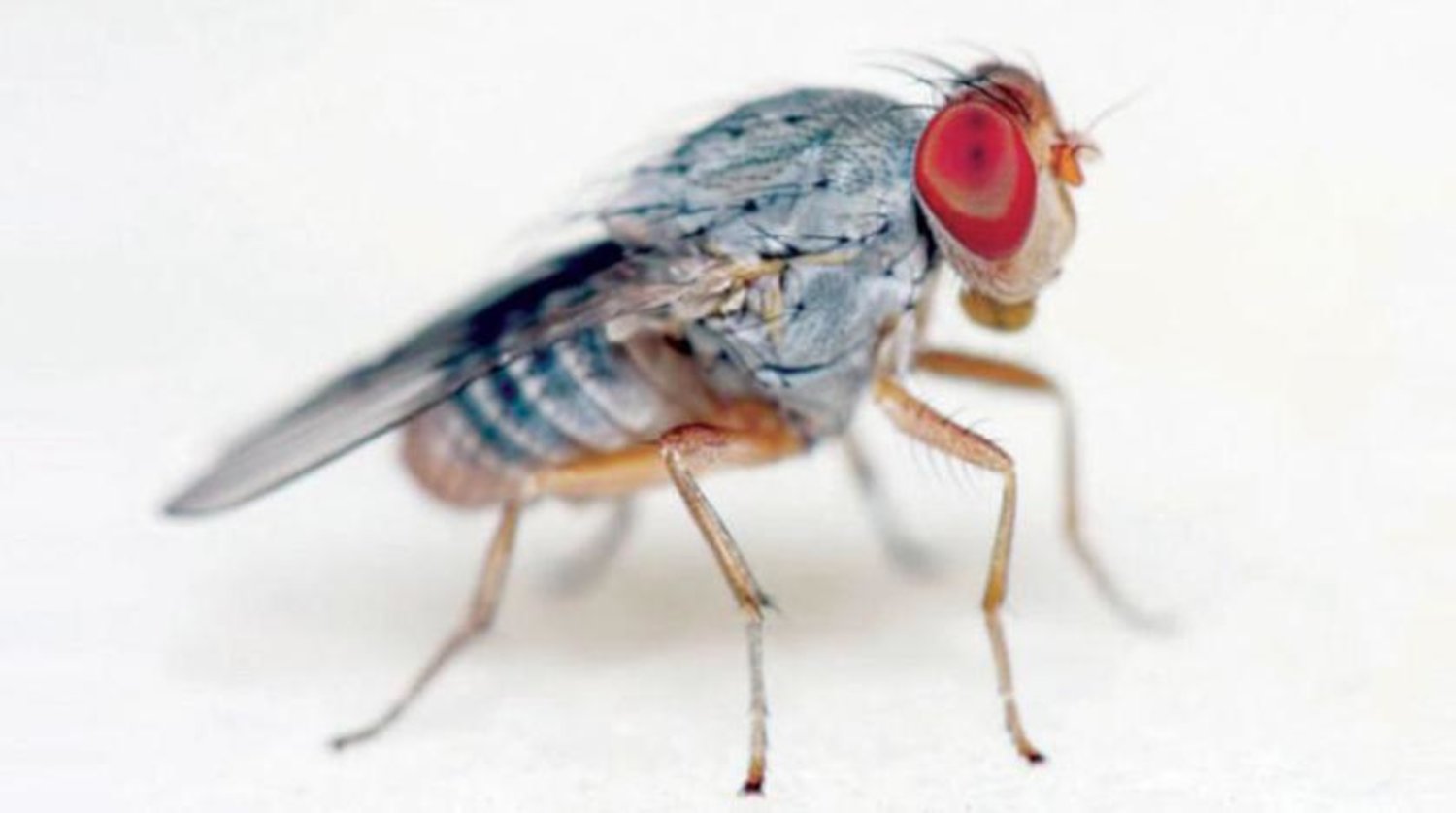 Meyve sineği, kalp yaşlanmasının sırlarını ortaya çıkarıyor