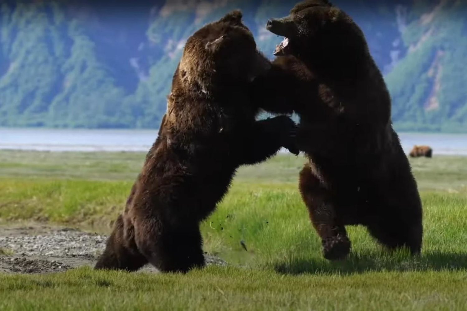 Kavgaya tutuşan iki ayının kıyasıya mücadelesi nefes kesti