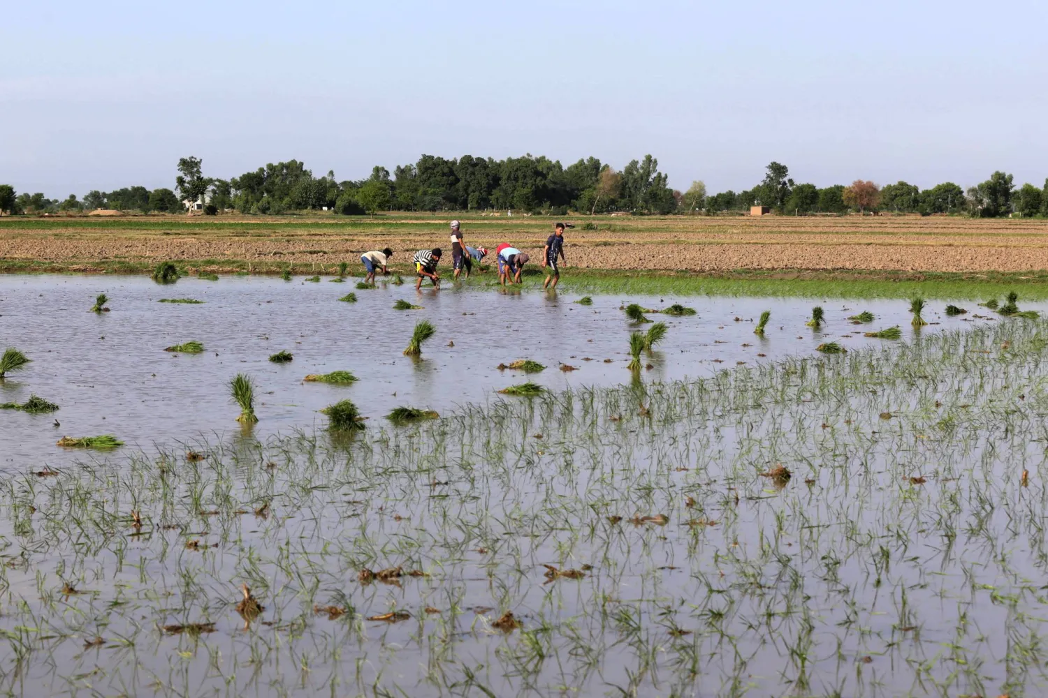 الأسعار تدفع البلدان الفقيرة للتقشف الغذائي