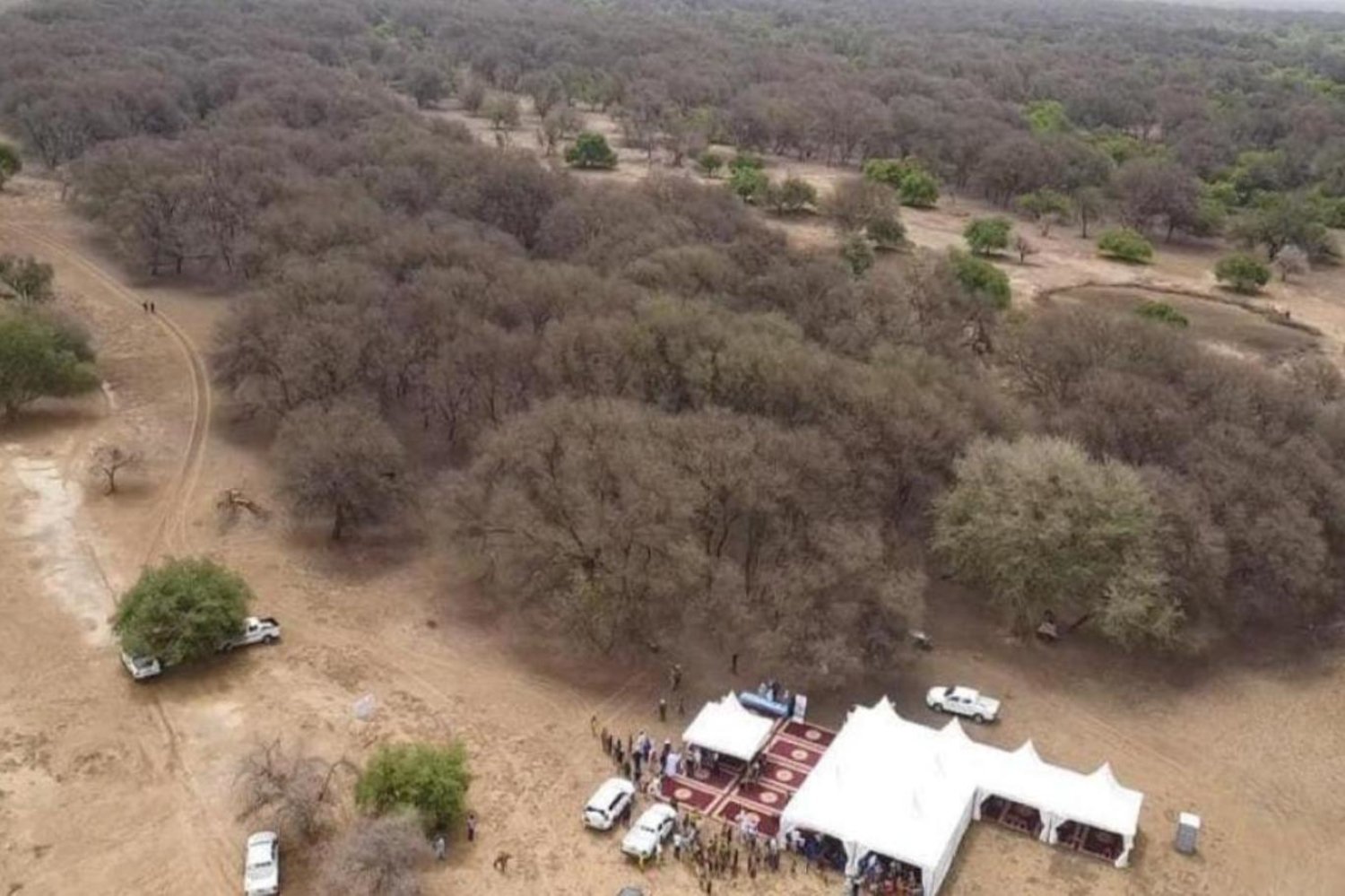 Moritanya ormanları tehlike altında