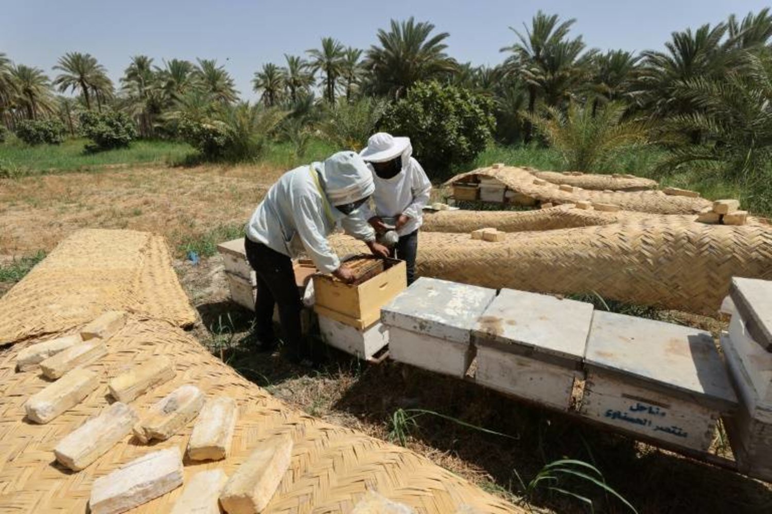 Heat and Drought Constrain Iraq's Honey Production