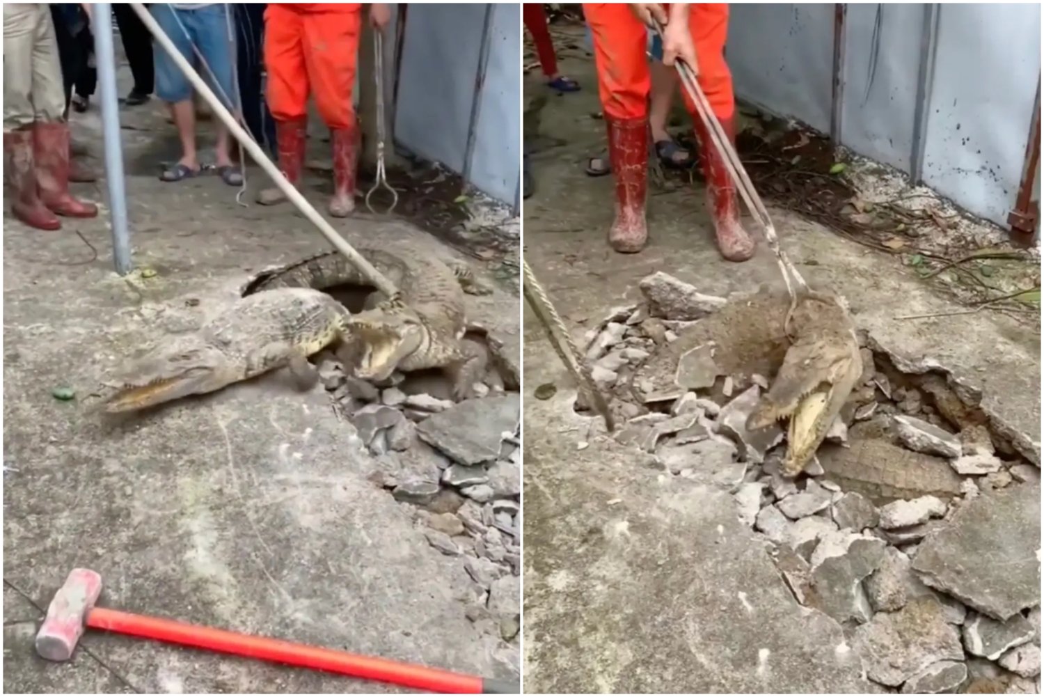 Kaldırımın altından timsahlar fırladı