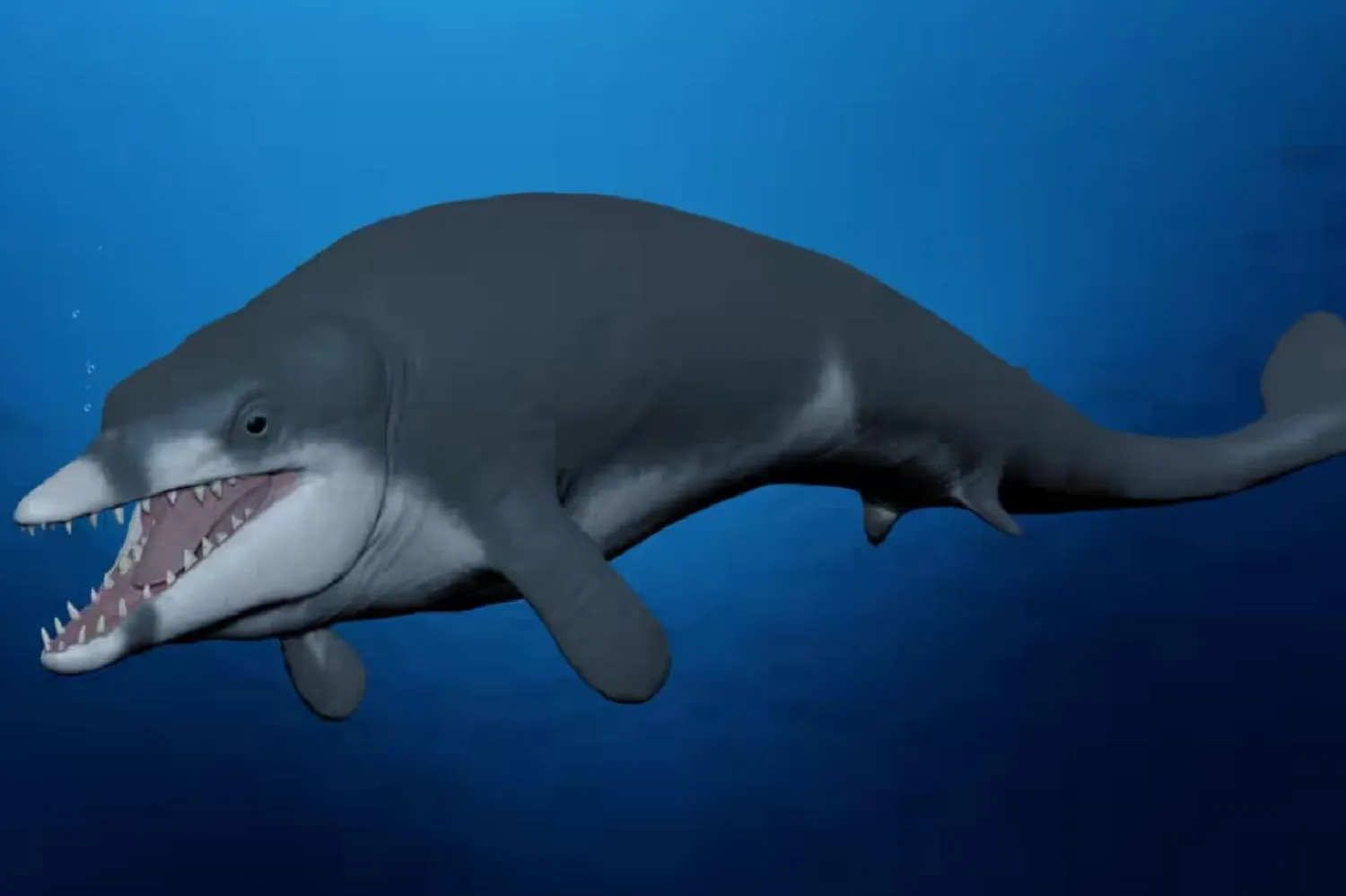 41 milyon yıllık balina fosili Mısır'da bulundu