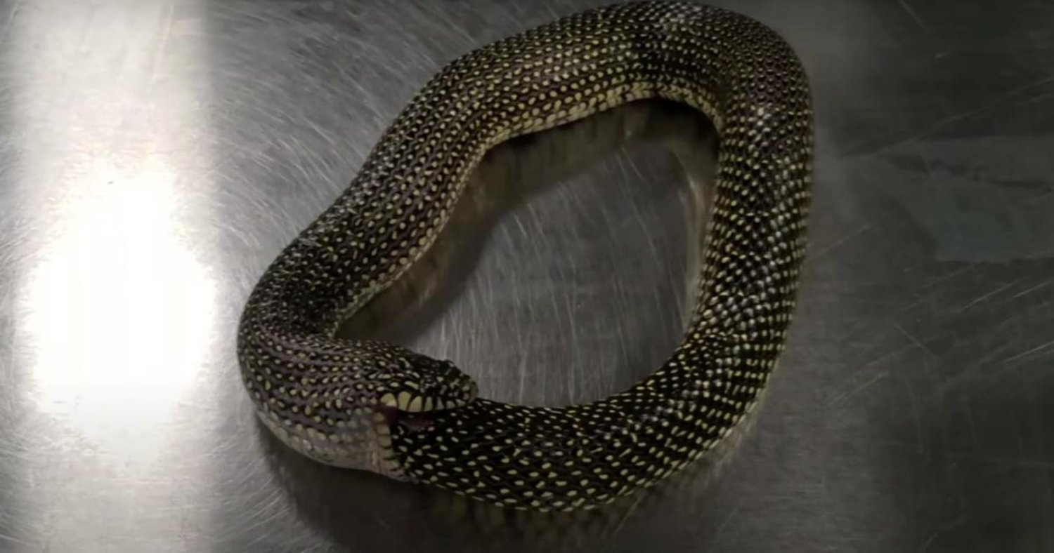 Yılanlar neden kendi kuyruğunu yutar?