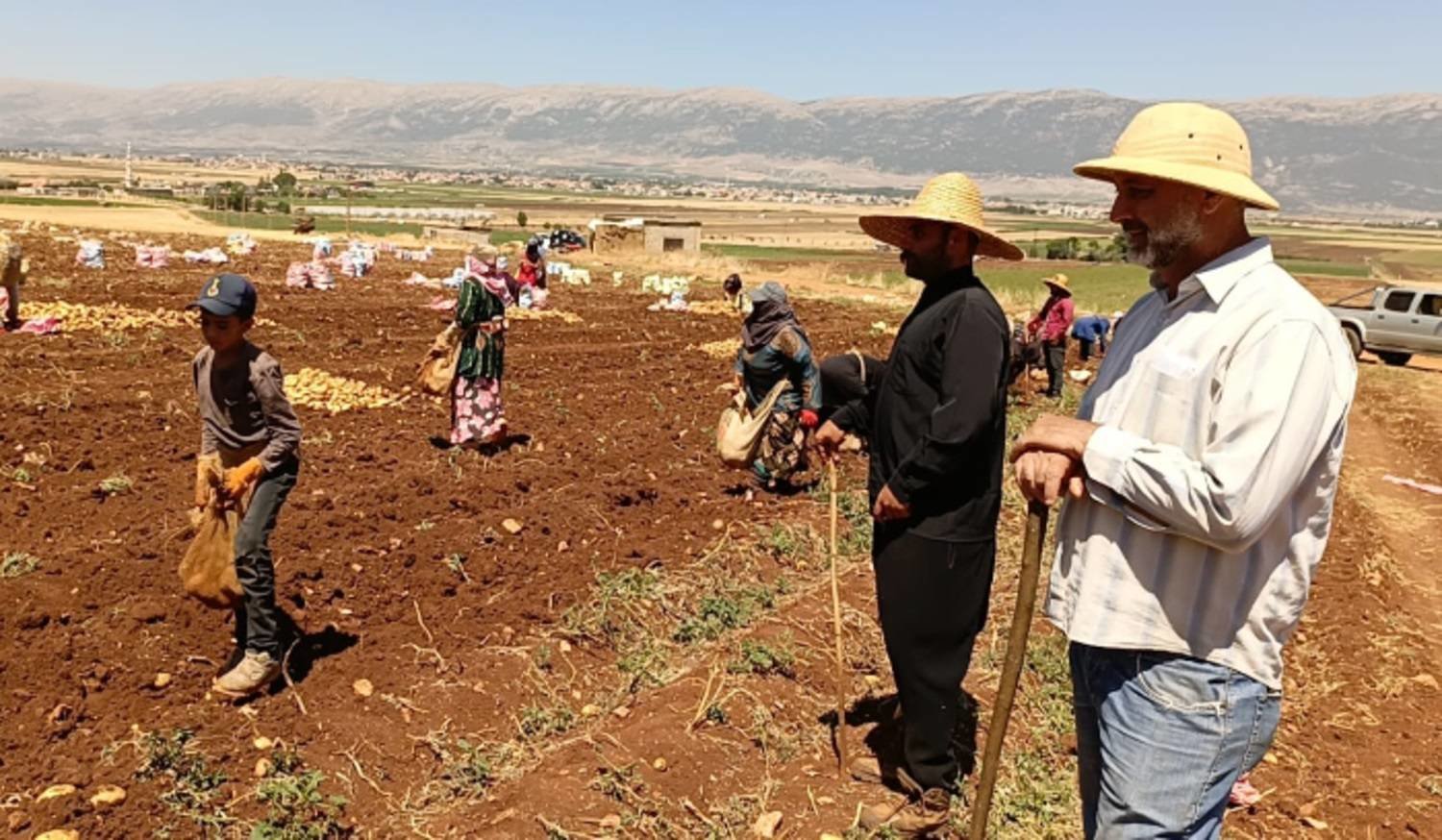 Lebanon: Toxic Agricultural Pesticides Poison People’s Food